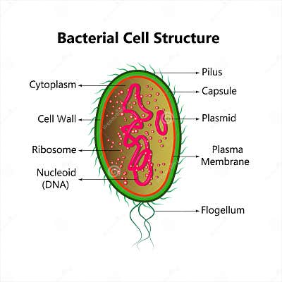 Bacterial Cell Anatomy Labeling Structures on a Bacillus Cell with ...