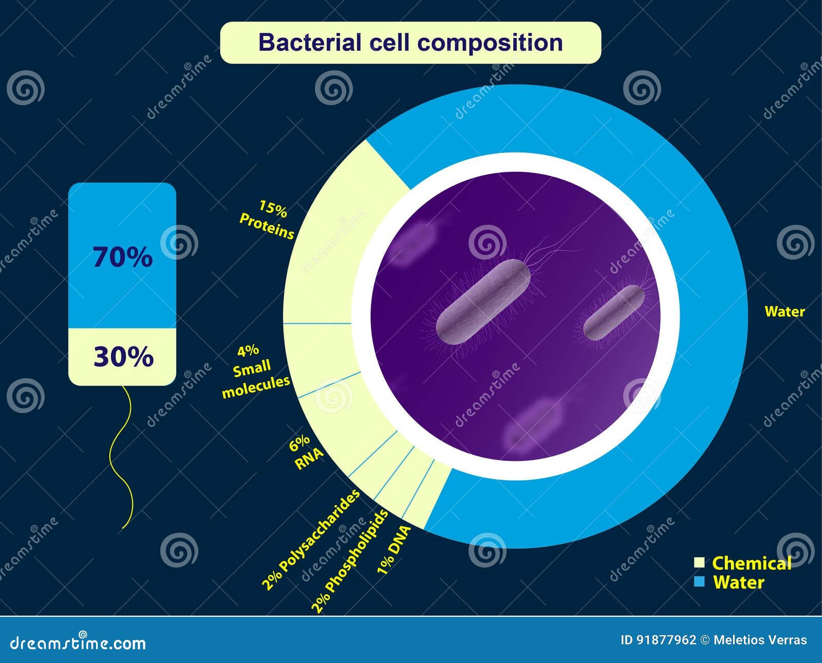 Bacterial cell composition stock illustration. Illustration of medicine ...