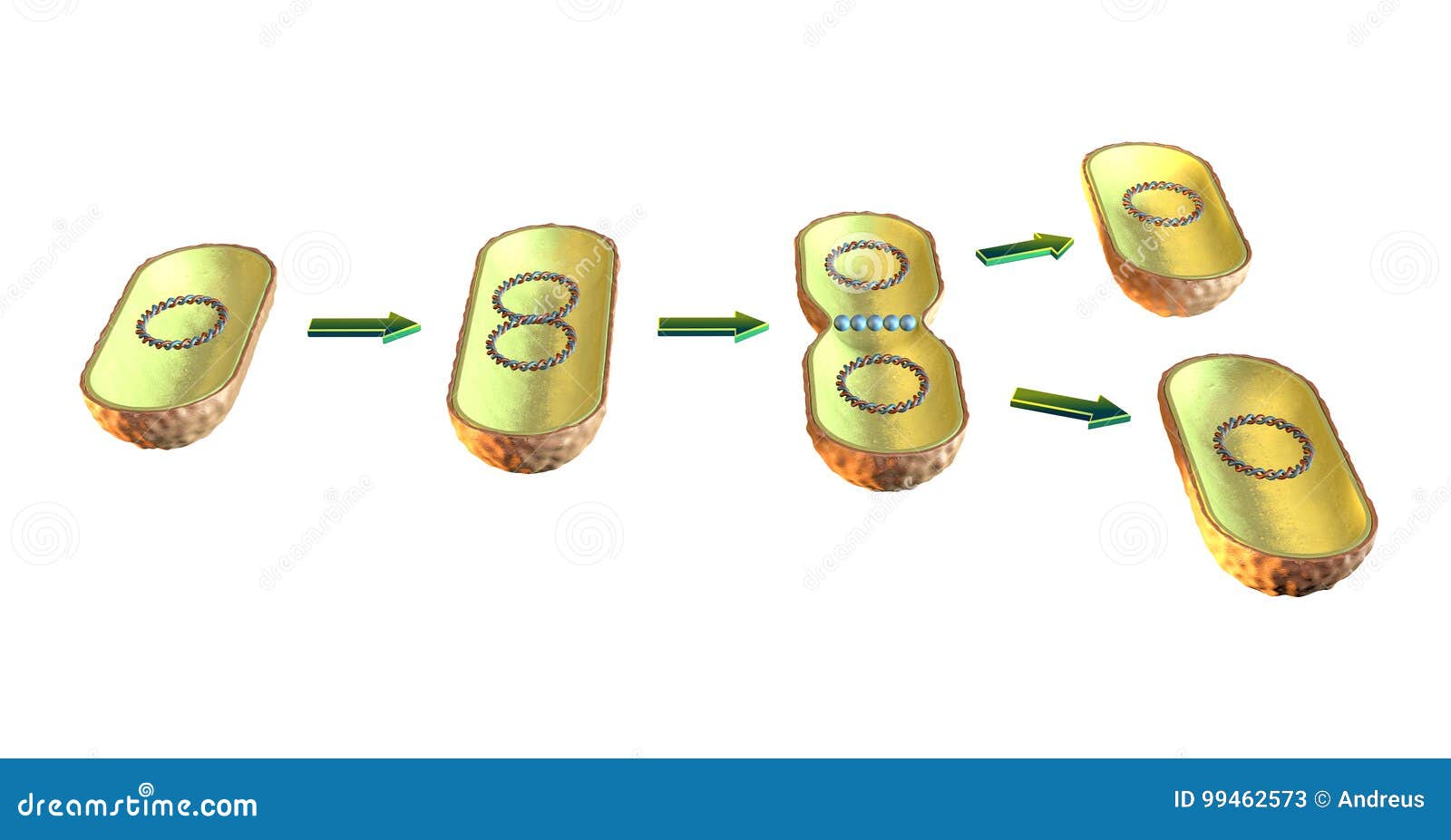 Bacterial cell division stock illustration. Illustration of biology ... Bacterial cell division stock illustration. Illustration of biology ...