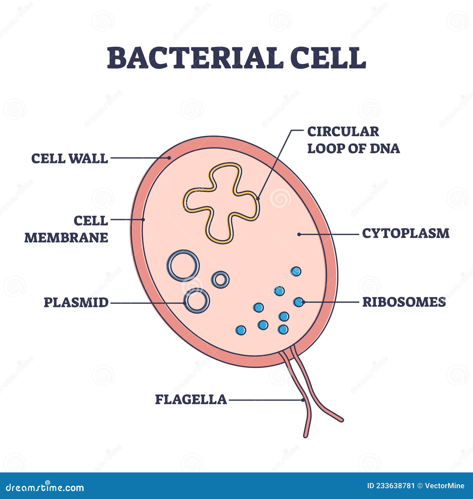 Bacterial Cell Structure with Anatomical Inner Parts Sections Outline ... Bacterial Cell Structure with Anatomical Inner Parts Sections Outline ...