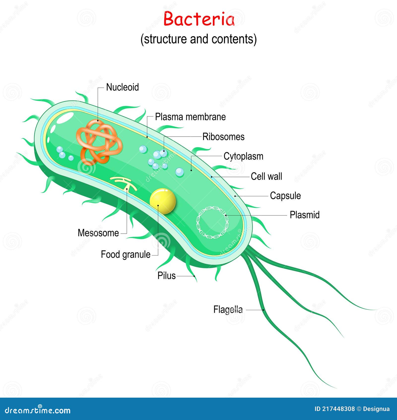 Bacterial Cell Structure and Anatomy Stock Vector - Illustration of ... Bacterial Cell Structure and Anatomy Stock Vector - Illustration of ...