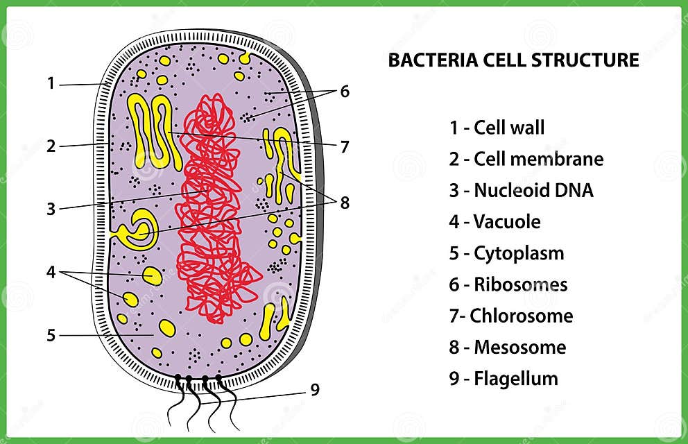 Bacterial Cell Structure on White Background - Vector Illustration ...