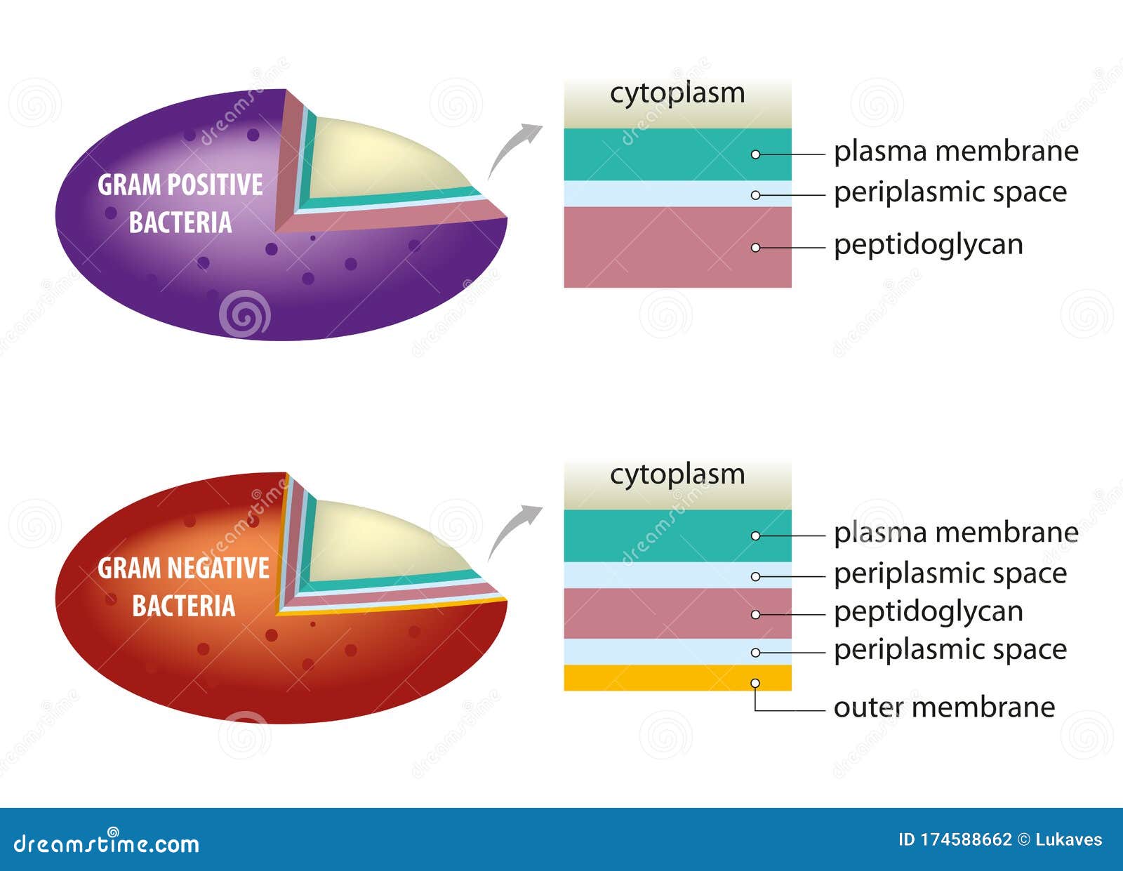 Cell Wall Structure Of Gram-negative Bacteria For Example Helicobacter ...