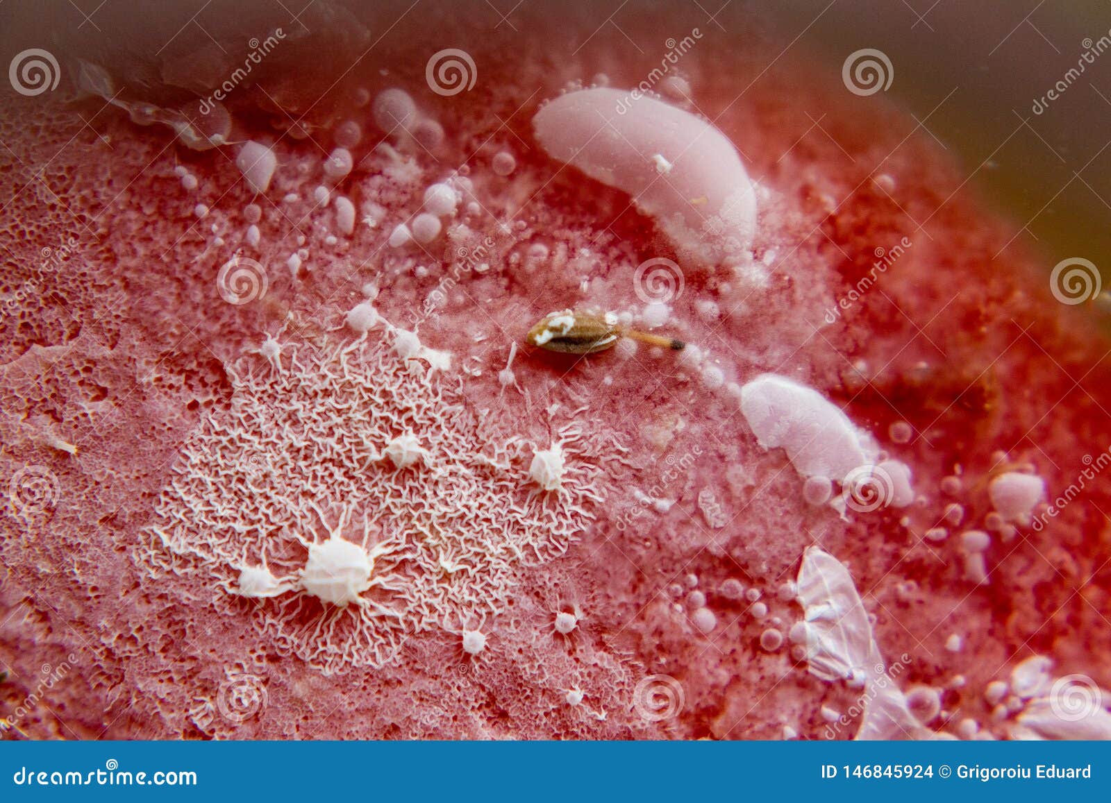 Closeup of a Bacterial Cololny with Mold Cells on Red Bacground Stock ...