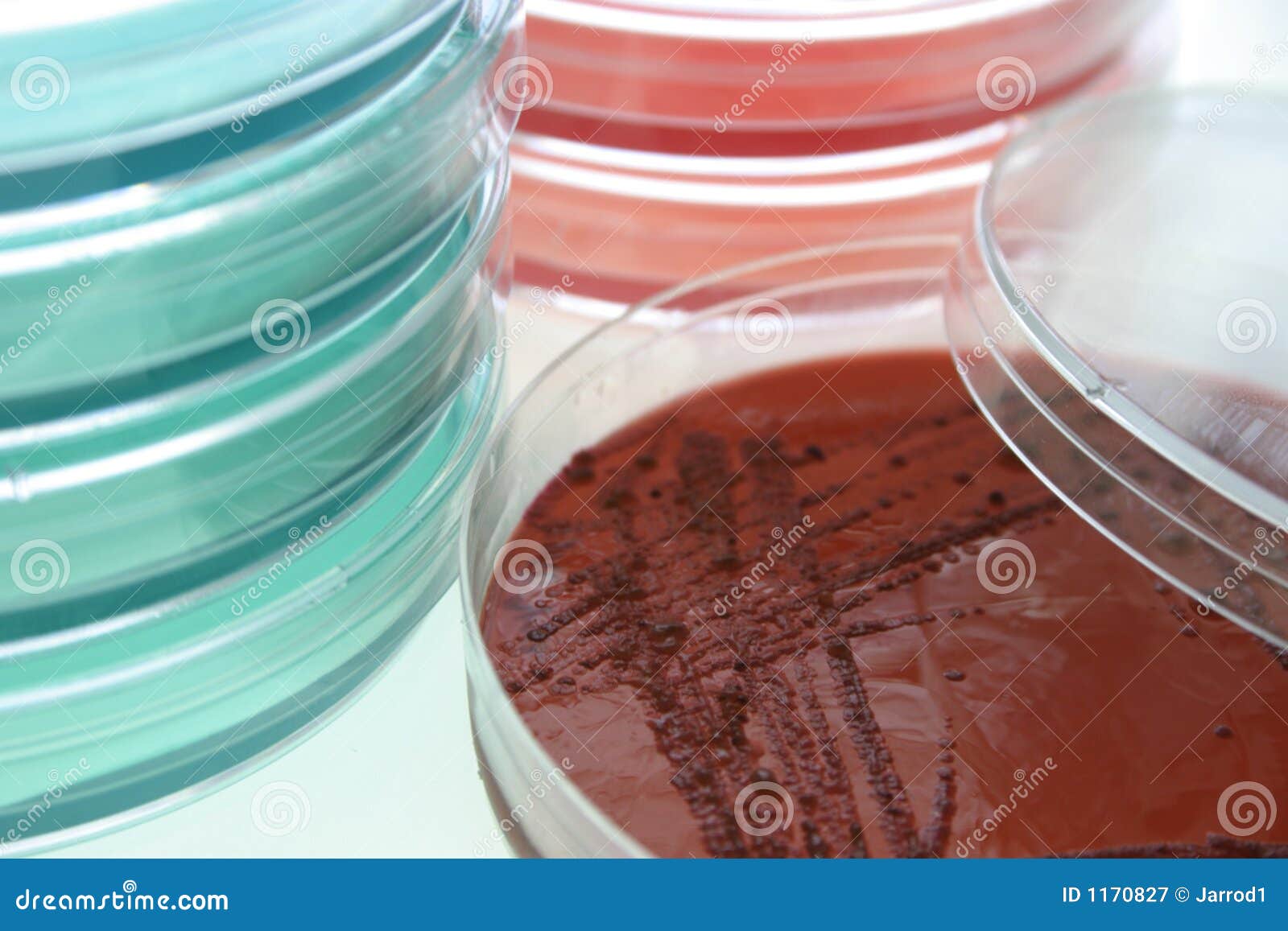Bacterial Colonies on Agar Plate Stock Image - Image of test, bacteria ...
