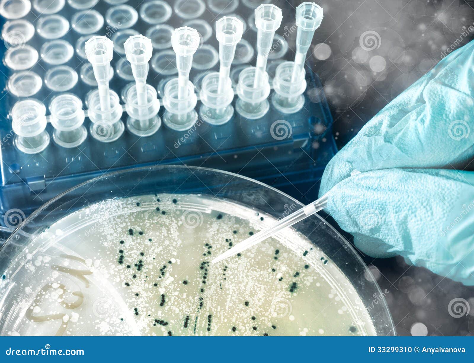 Bacterial Colonies on Agar Plate Stock Photo - Image of agar, mutation ...