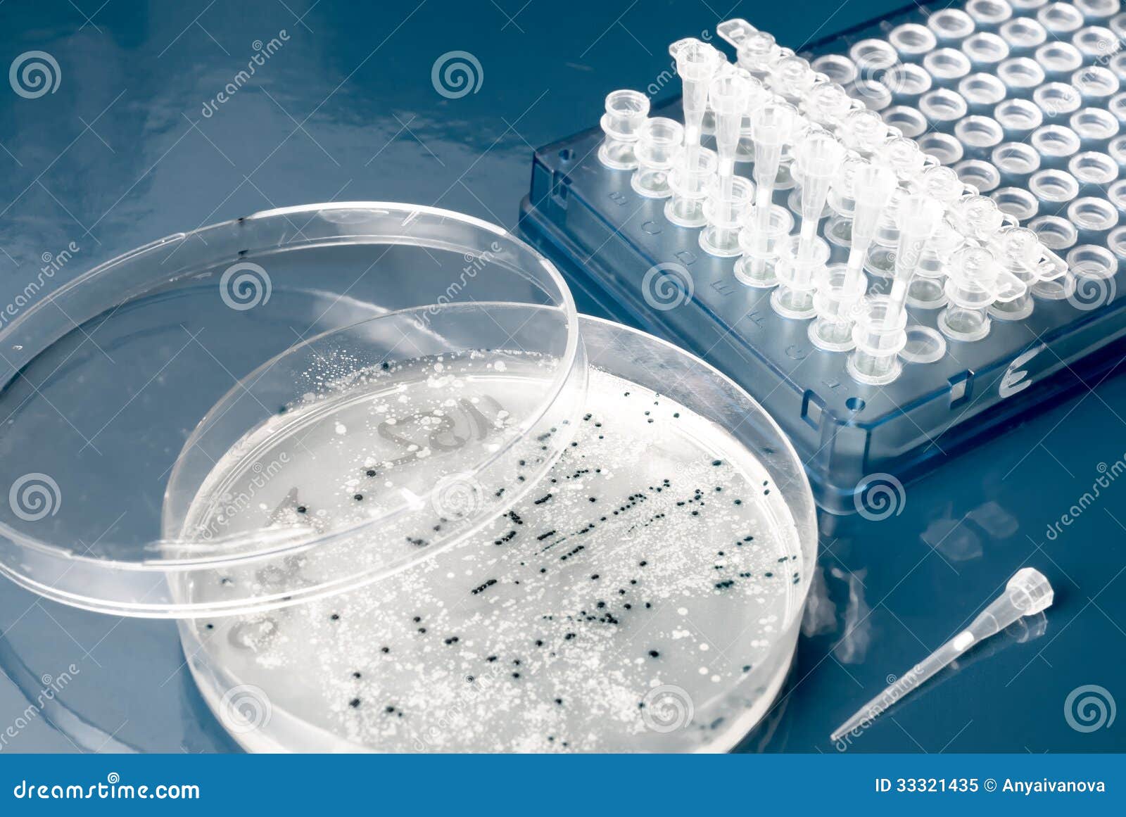 Bacterial Colonies on Agar Plate Stock Image - Image of coli ...
