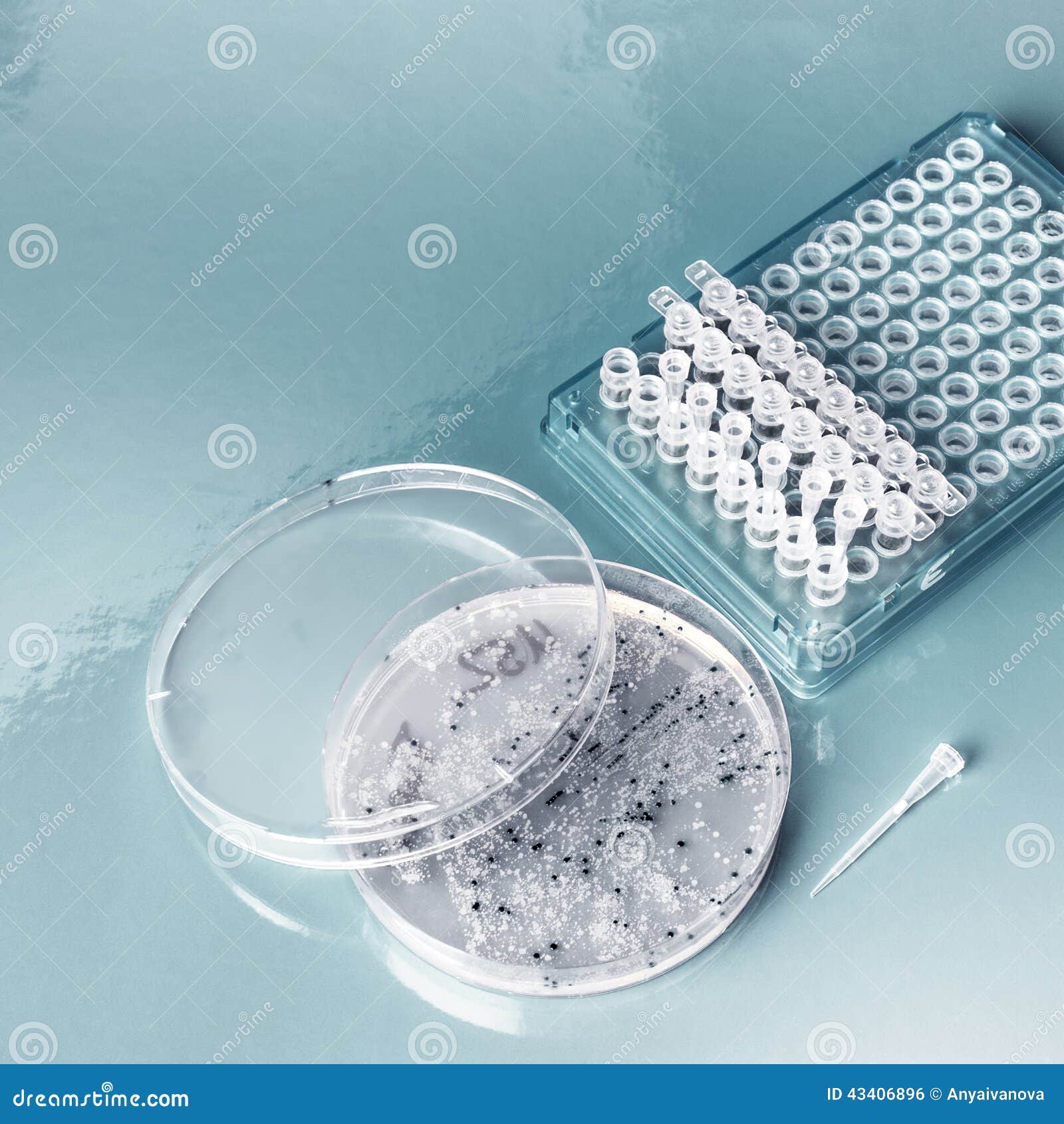 Bacterial Colonies for Cloning of Plasmid DNA Stock Photo - Image of ...