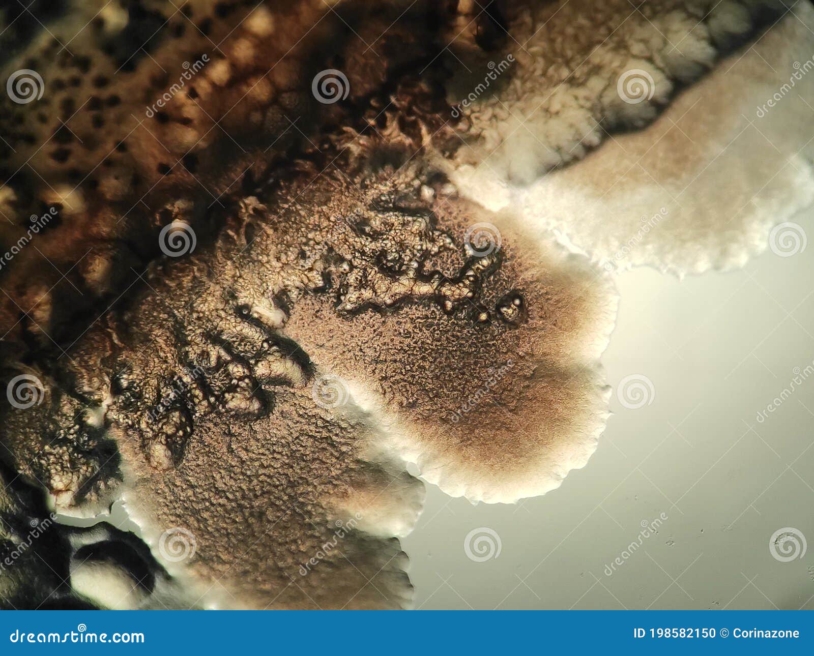 Microscopy Image Daphnia Water Flea Freshwater Aquatic Crustacean ...