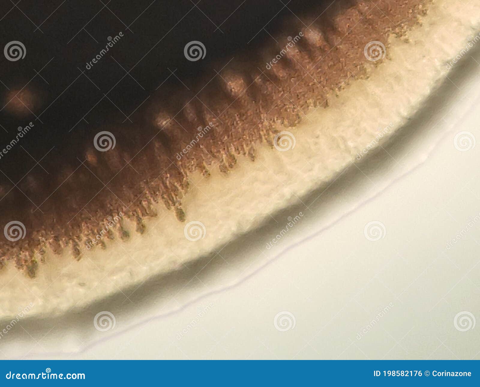 Microscope View of a Bacterial Colonies Stock Photo - Image of ...