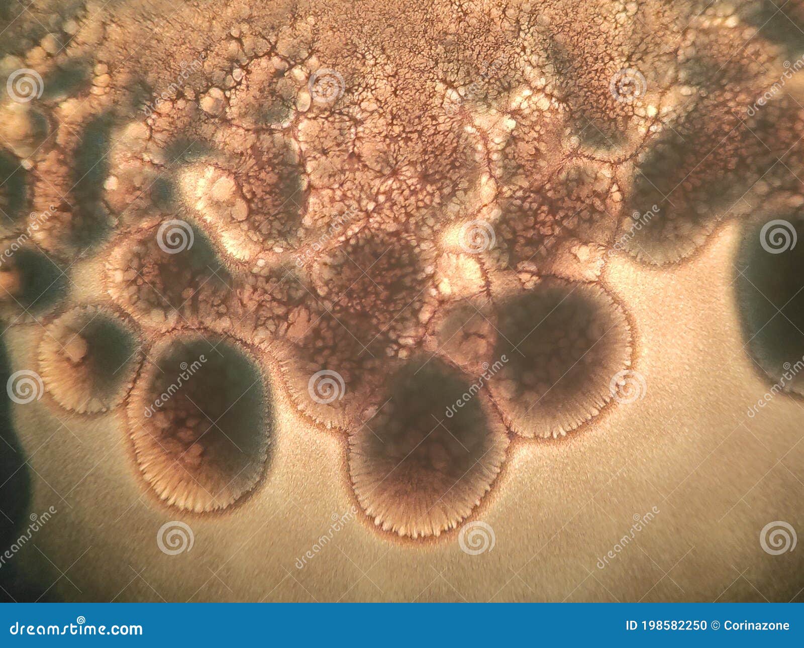 Microscope View of a Bacterial Colonies Stock Photo - Image of ...