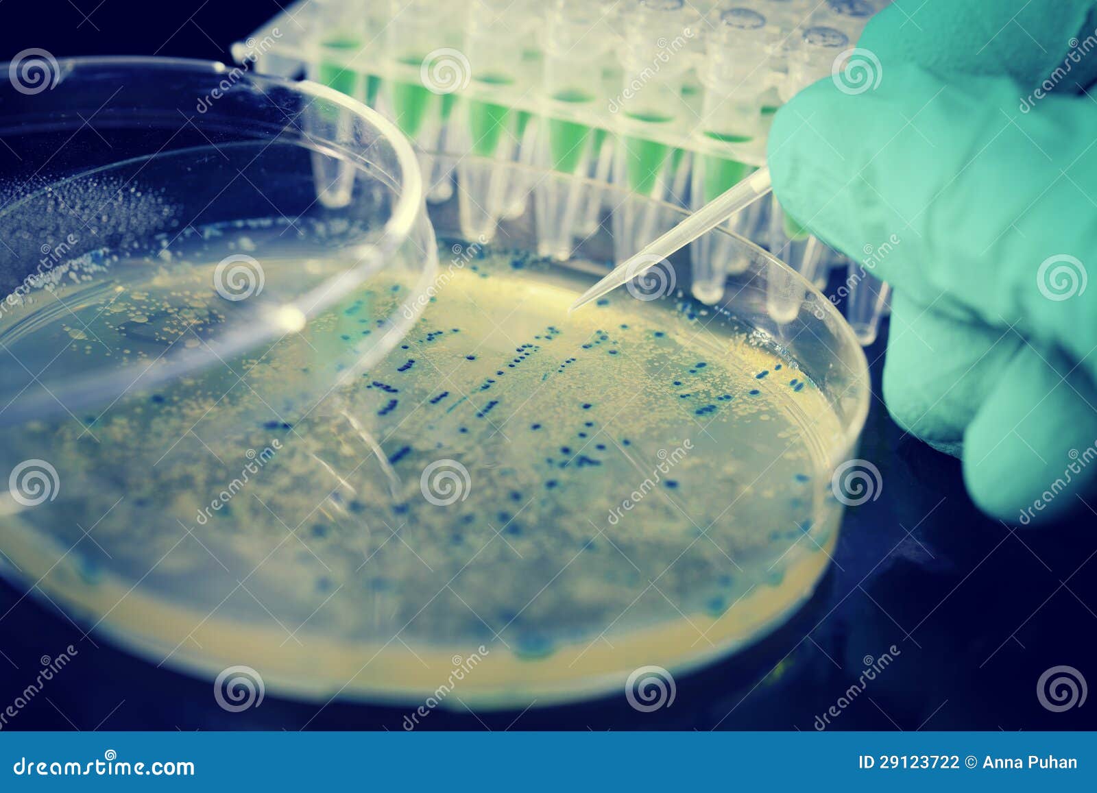 328 Colony Picking Stock Photos - Free & Royalty-Free Stock Photos from ...