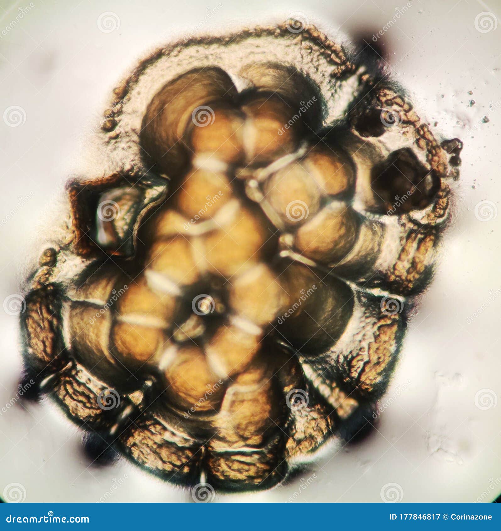 Fungal Colony Under The Microscope Royalty-Free Stock Image ...