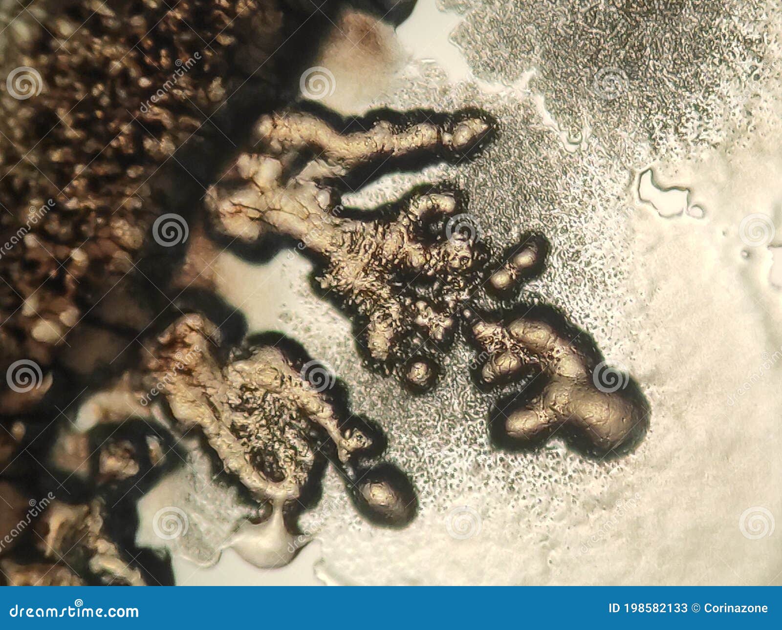 Bacterial Colony in a Petri Dish, Microscope View Stock Image - Image ...