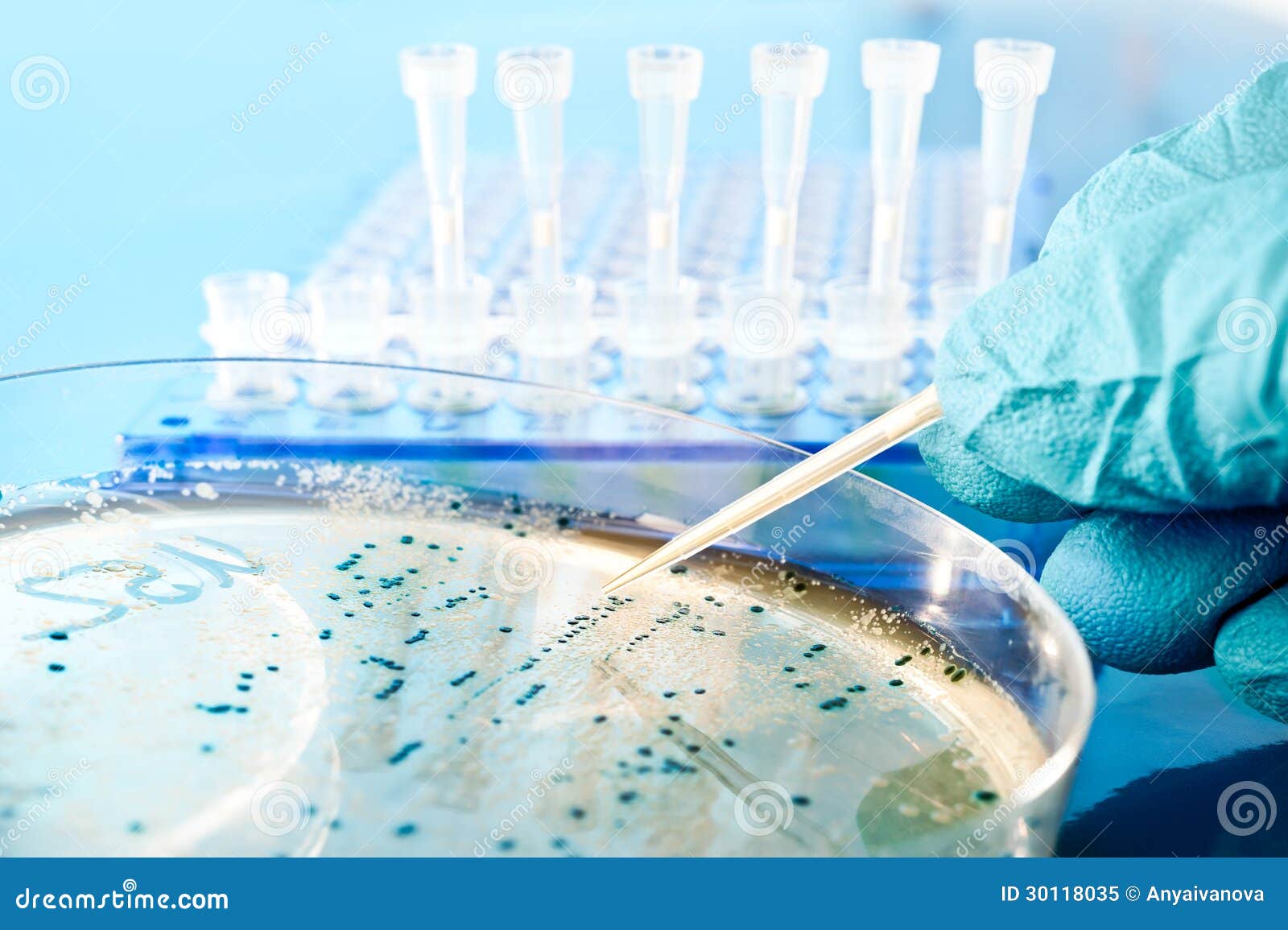 Picking Up Bacterial Colonies from Agar Plate Stock Image - Image of ...