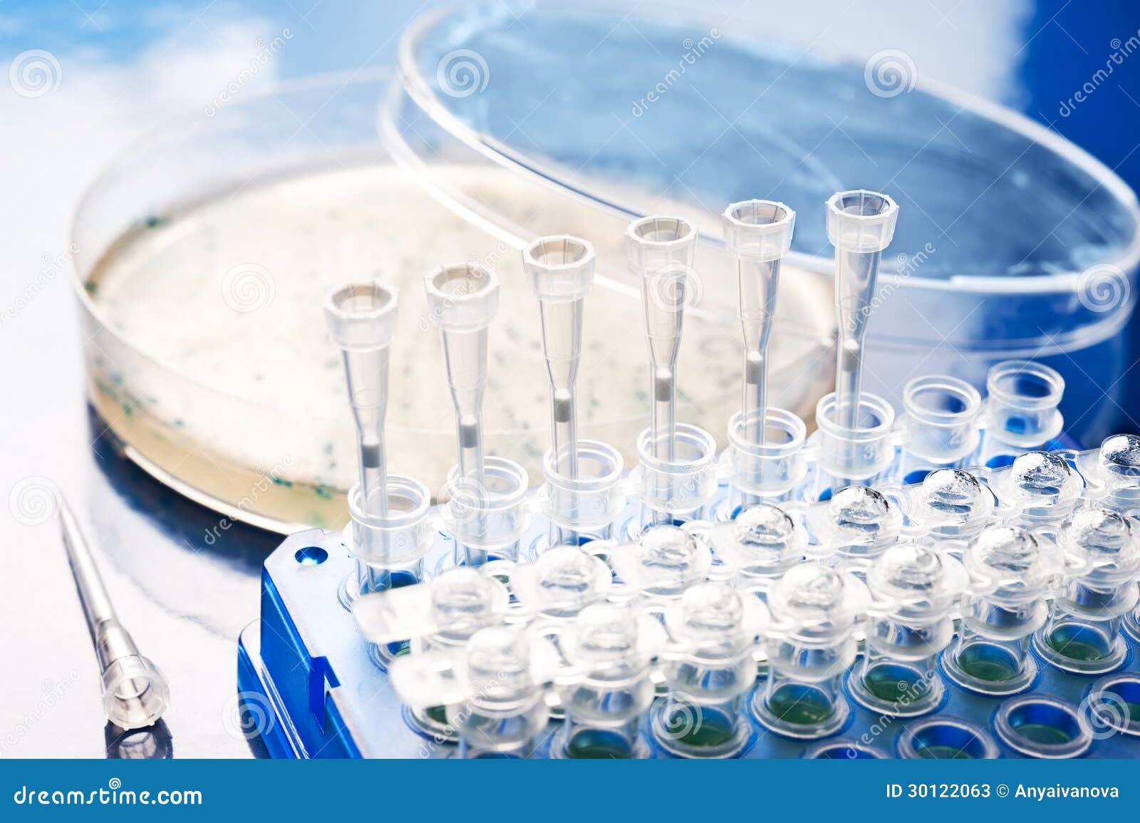 Picking Up Bacterial Colonies from Agar Plate Stock Image - Image of ...