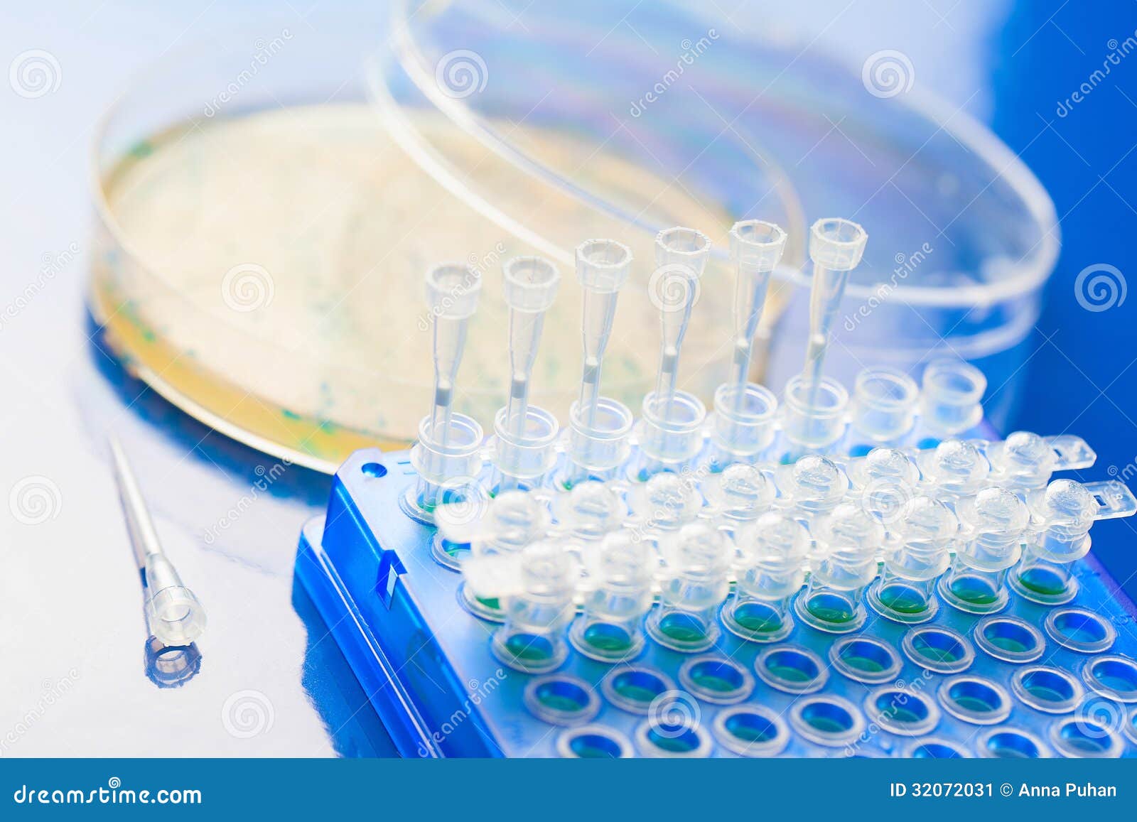 Bacterial Colony Royalty-Free Stock Photo | CartoonDealer.com #32072031