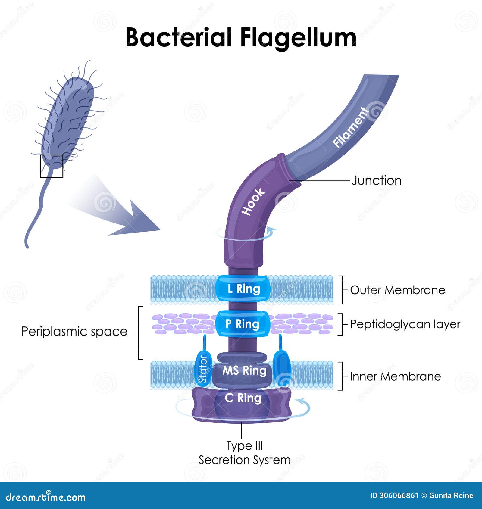 Bacterial Flagellum Cartoon Vector | CartoonDealer.com #306066861 Bacterial Flagellum Cartoon Vector | CartoonDealer.com #306066861