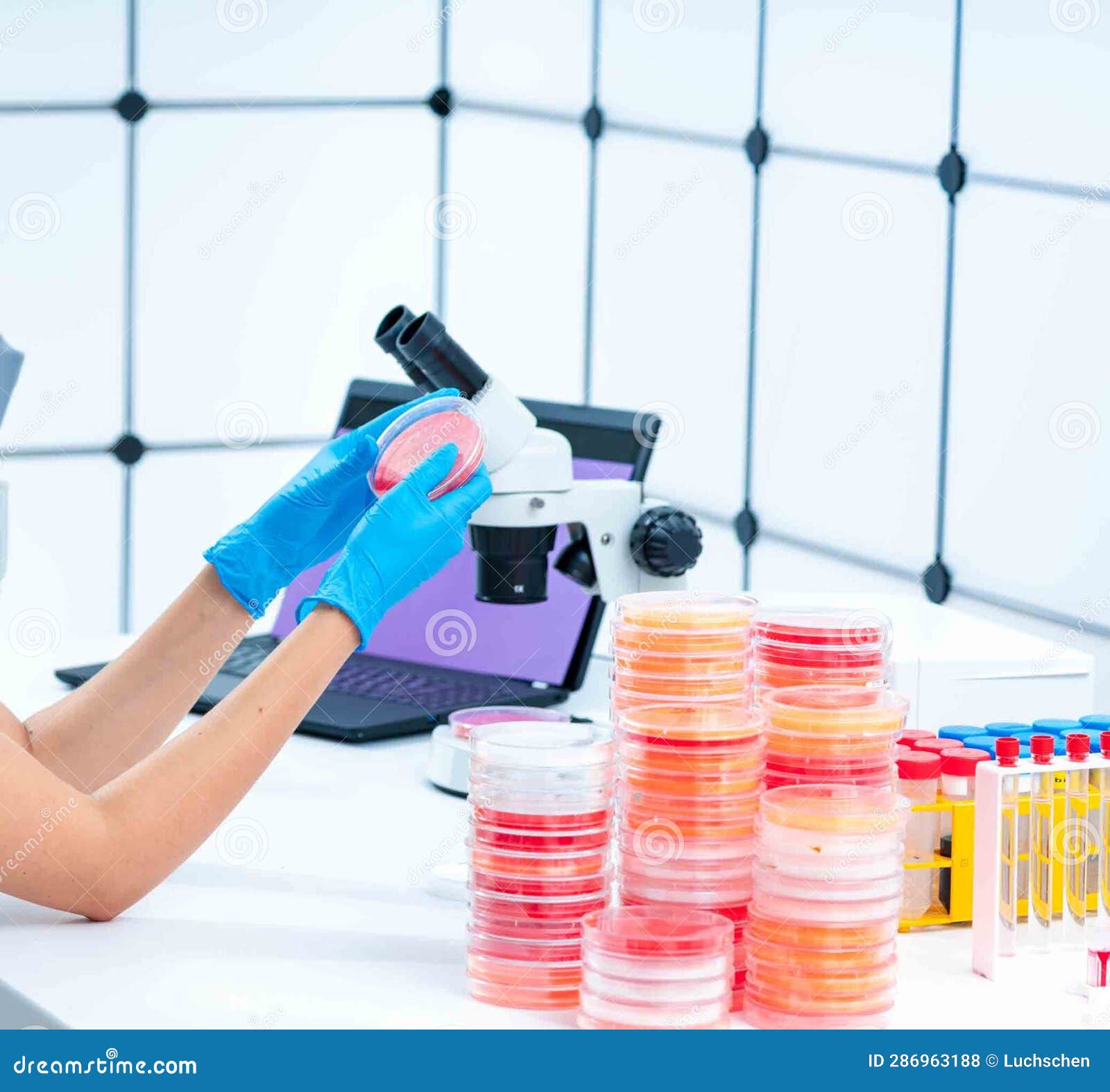 Bacterial Identification: Petri Dishes Can Be Used for Bacterial Ident ...
