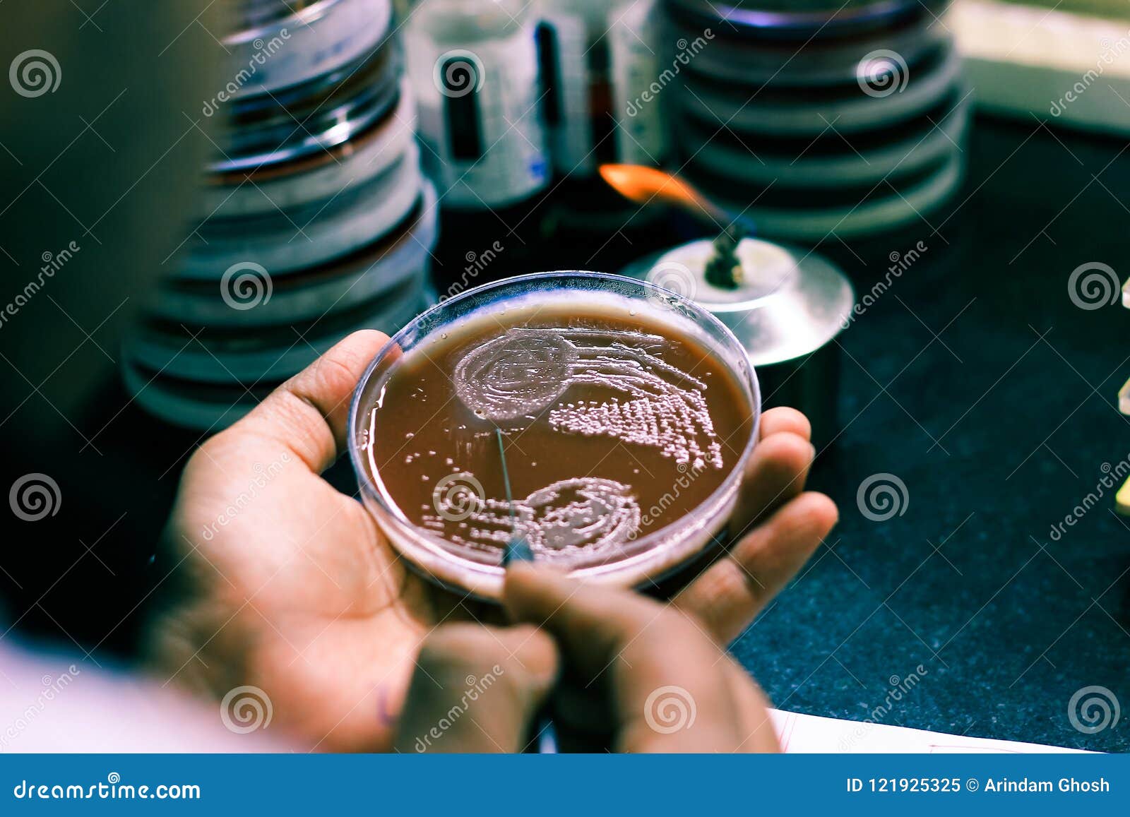 Bacterial Inoculation on a Culture Plate Using Inoculation Loop by ...