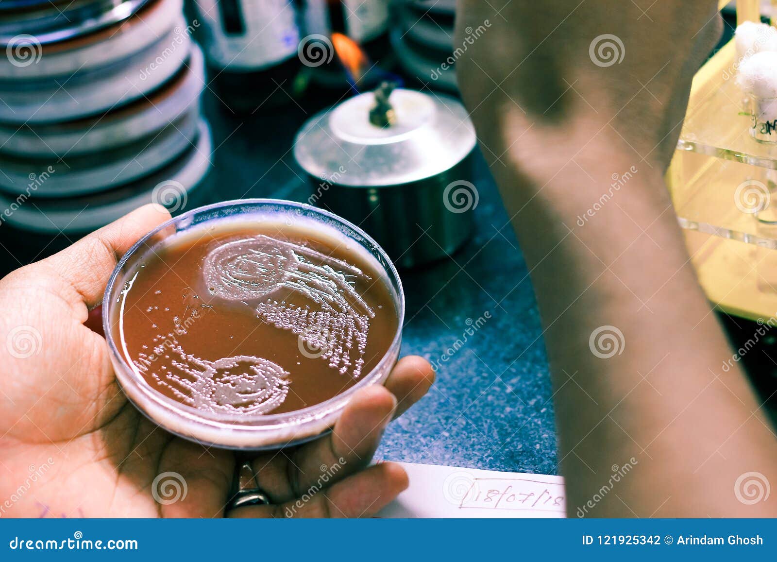 Bacterial Inoculation On A Culture Plate Using Inoculation Loop By ...