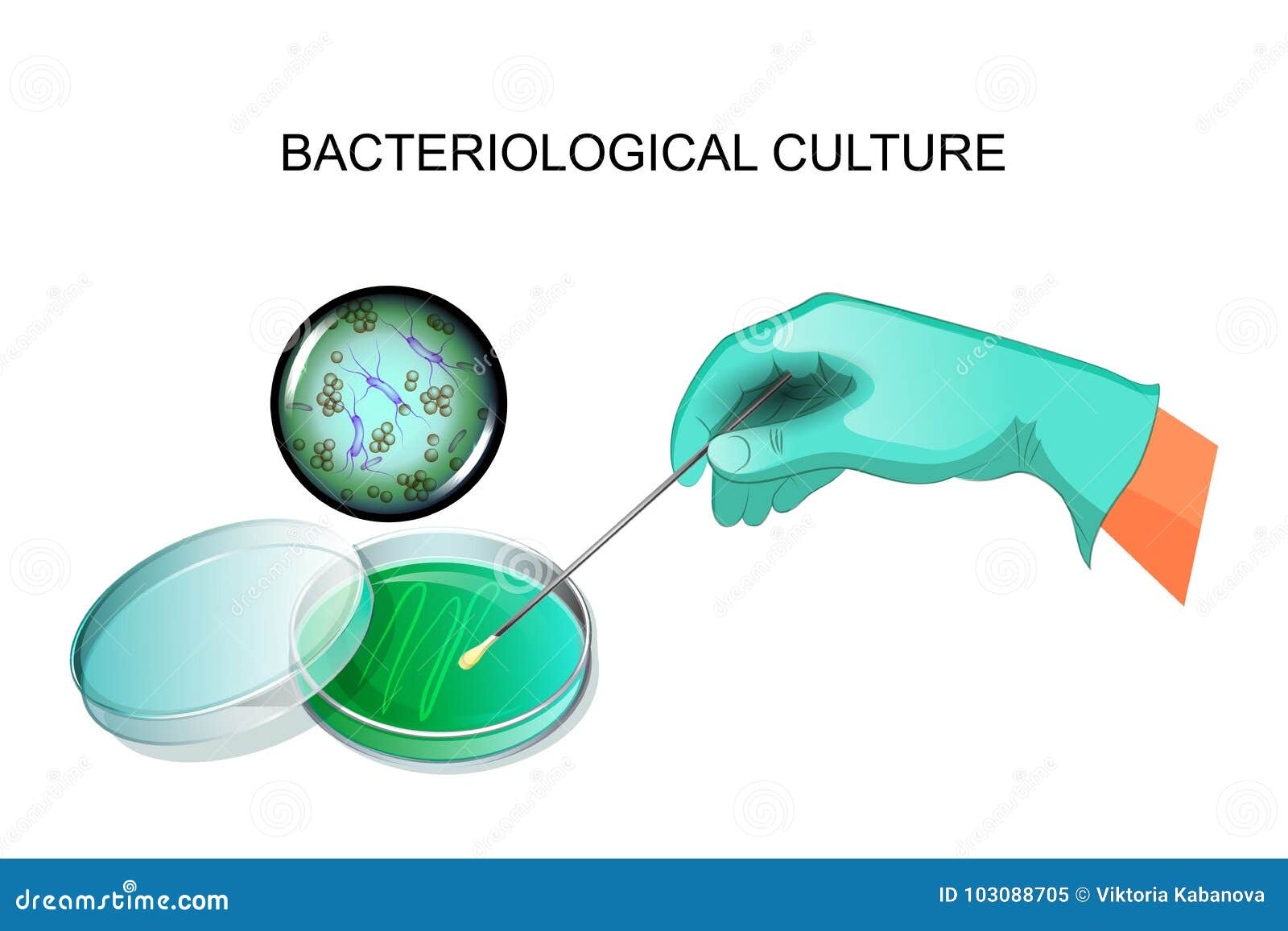 Bacterial Inoculation in the Laboratory Stock Vector - Illustration of ...