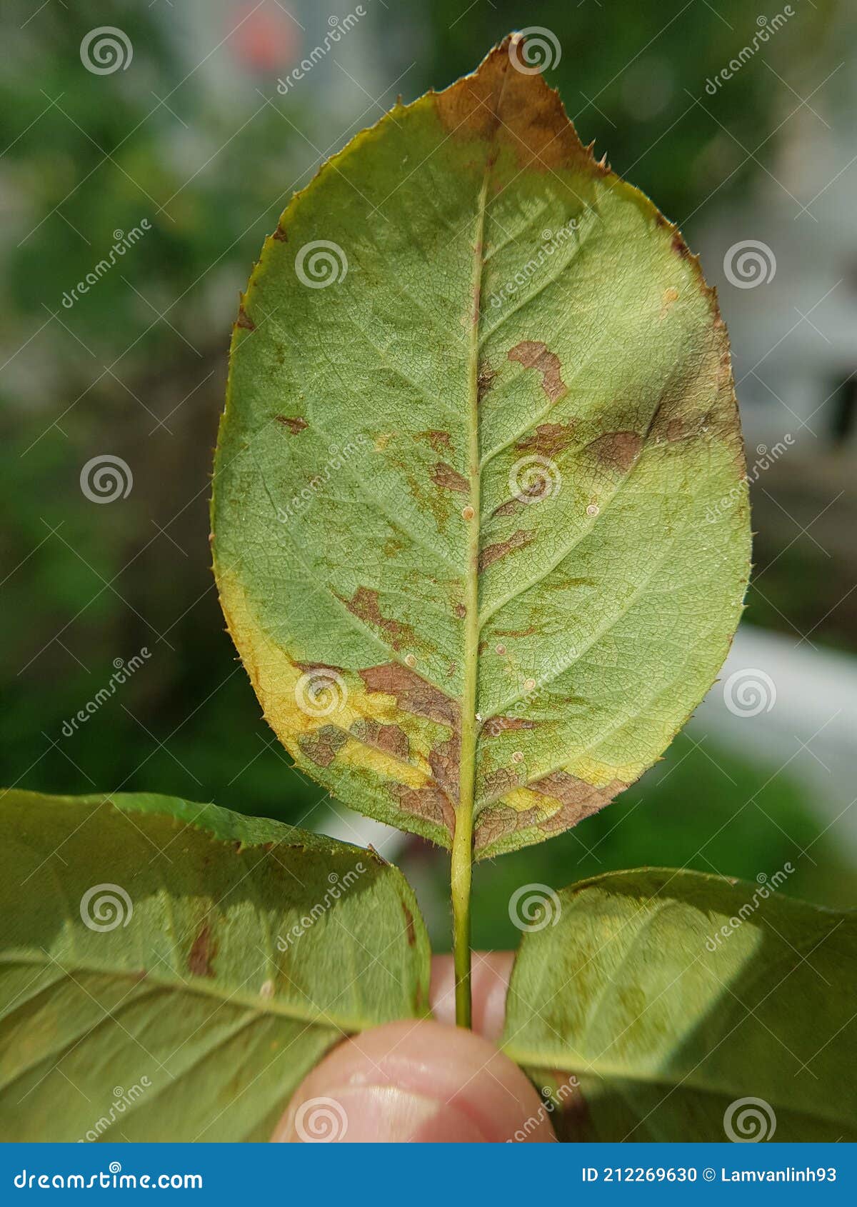 Bacterial Leaf Spot Disease on Rose Stock Photo - Image of host ... Bacterial Leaf Spot Disease on Rose Stock Photo - Image of host ...