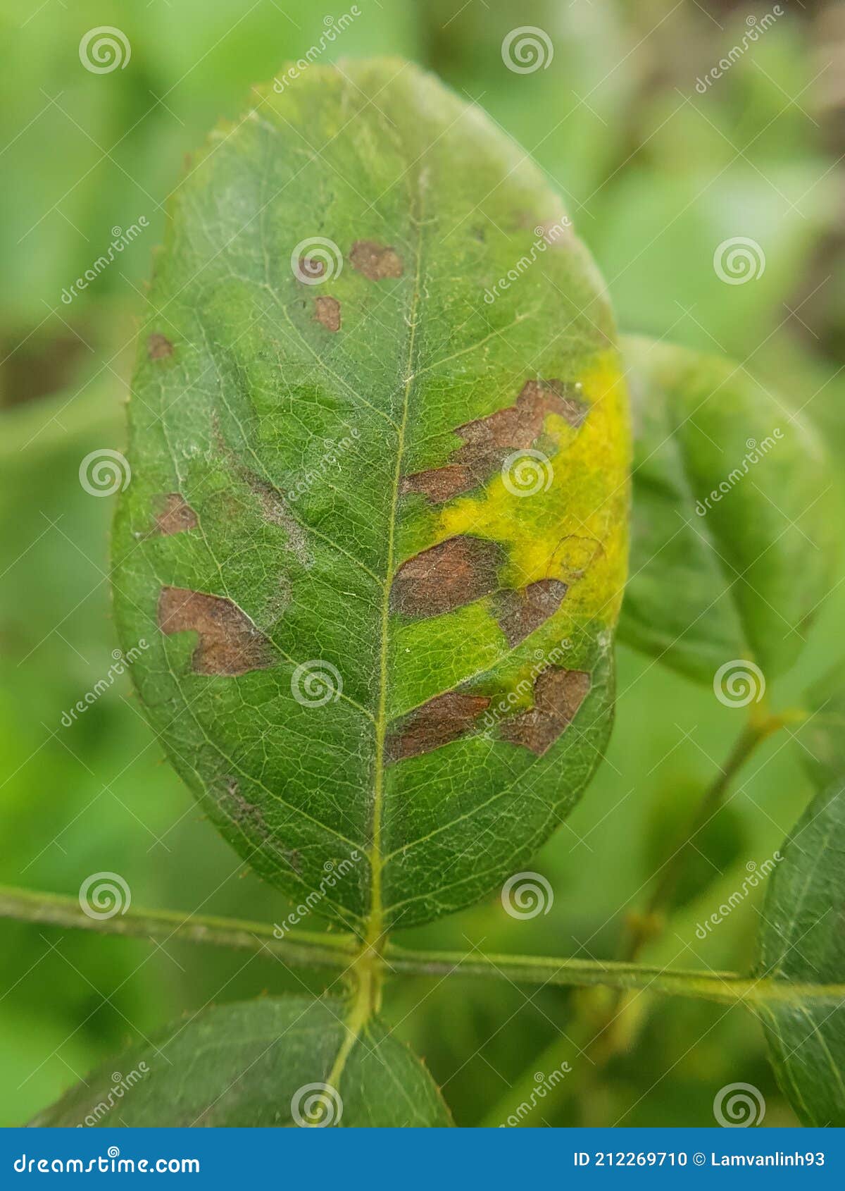 Bacterial Leaf Spot Disease on Rose Stock Photo - Image of family, spot ... Bacterial Leaf Spot Disease on Rose Stock Photo - Image of family, spot ...