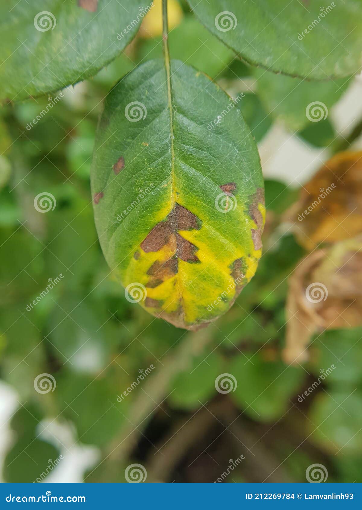 Bacterial Leaf Spot Disease on Rose Stock Photo - Image of spot, leaf ... Bacterial Leaf Spot Disease on Rose Stock Photo - Image of spot, leaf ...