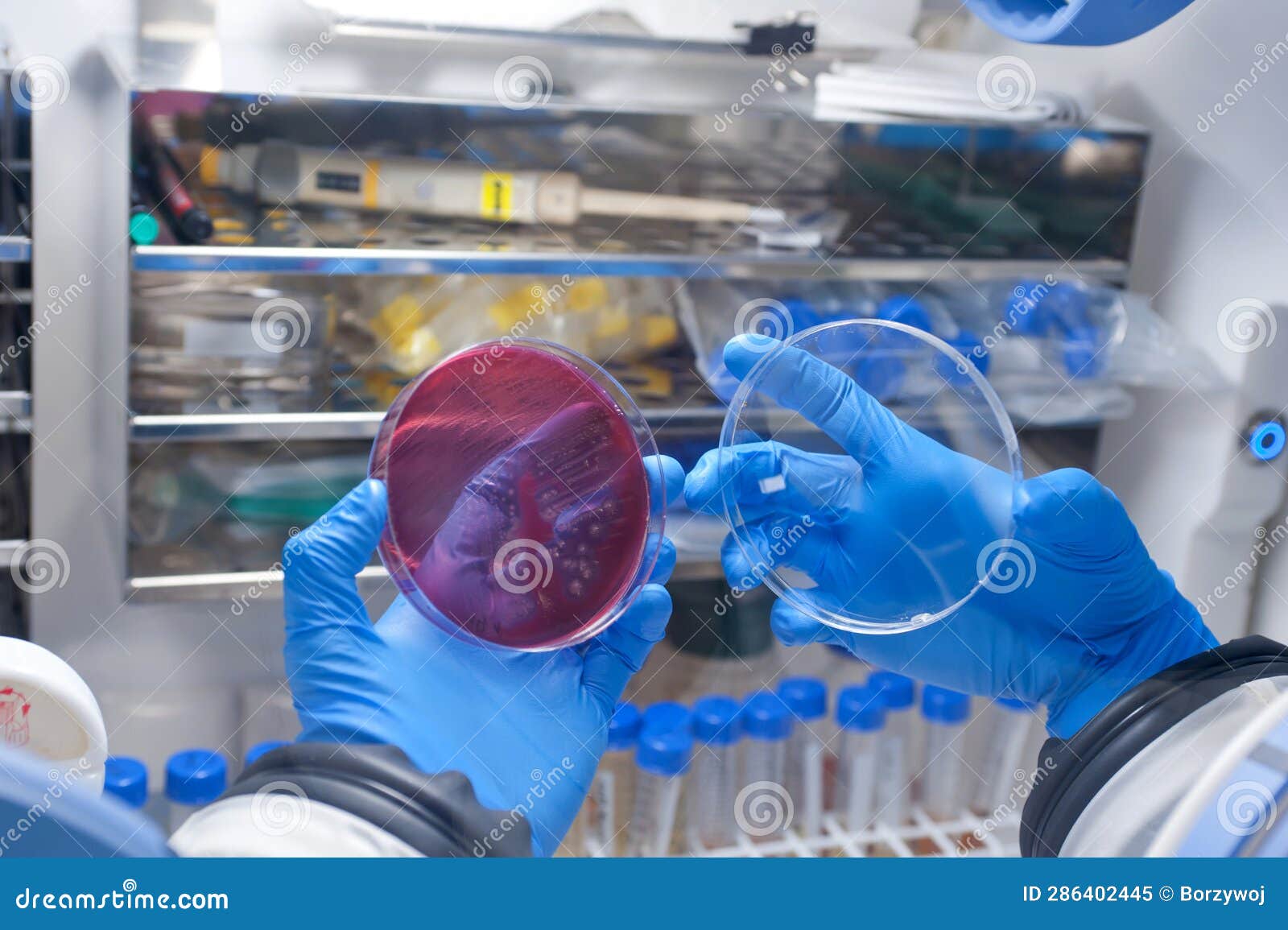 Bacterial plate stock image. Image of science, care - 286402445