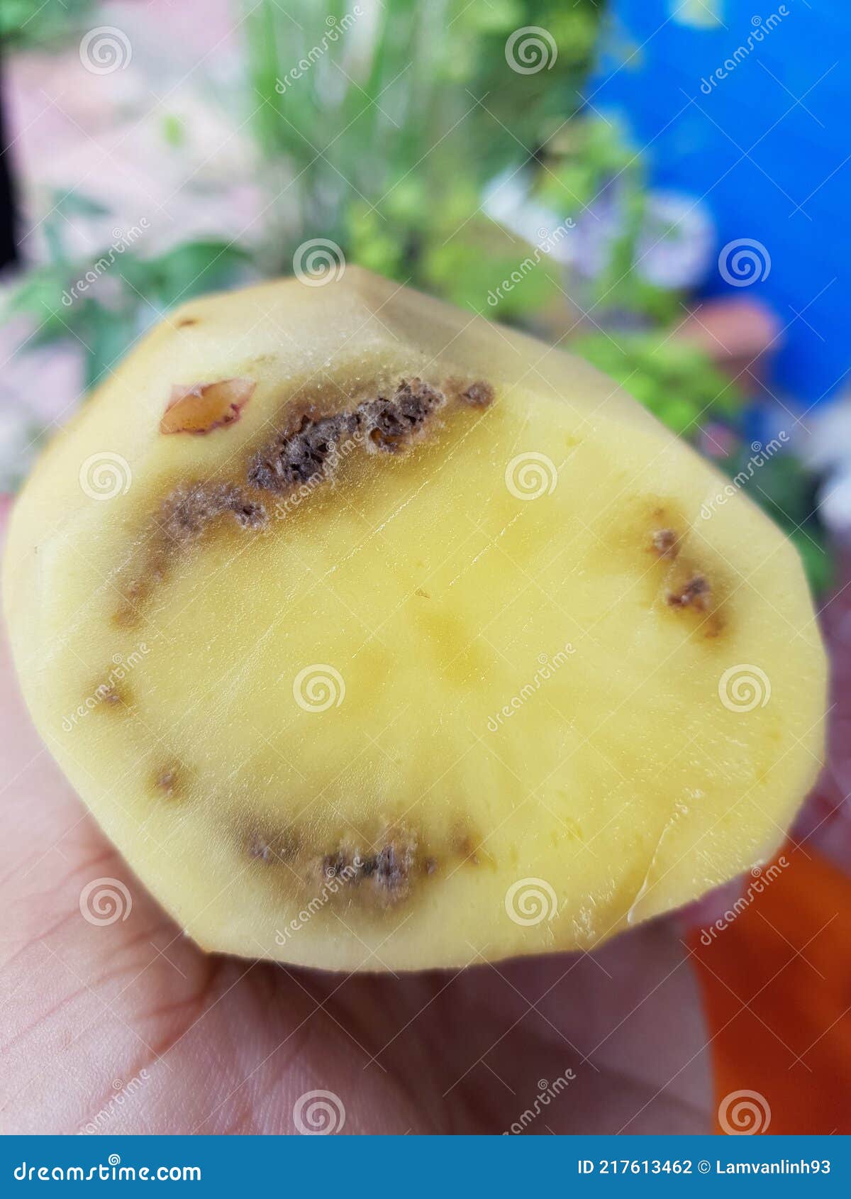 Bacterial Wilt of Potato Injure on Inside Potato Fruit after Harvest ...