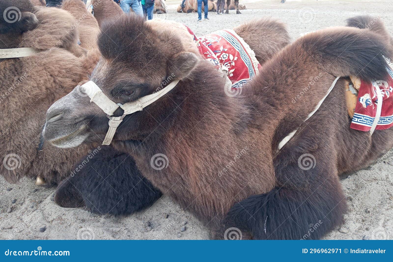 Bacterian Camel stock image. Image of mammals, ladakh - 296962971