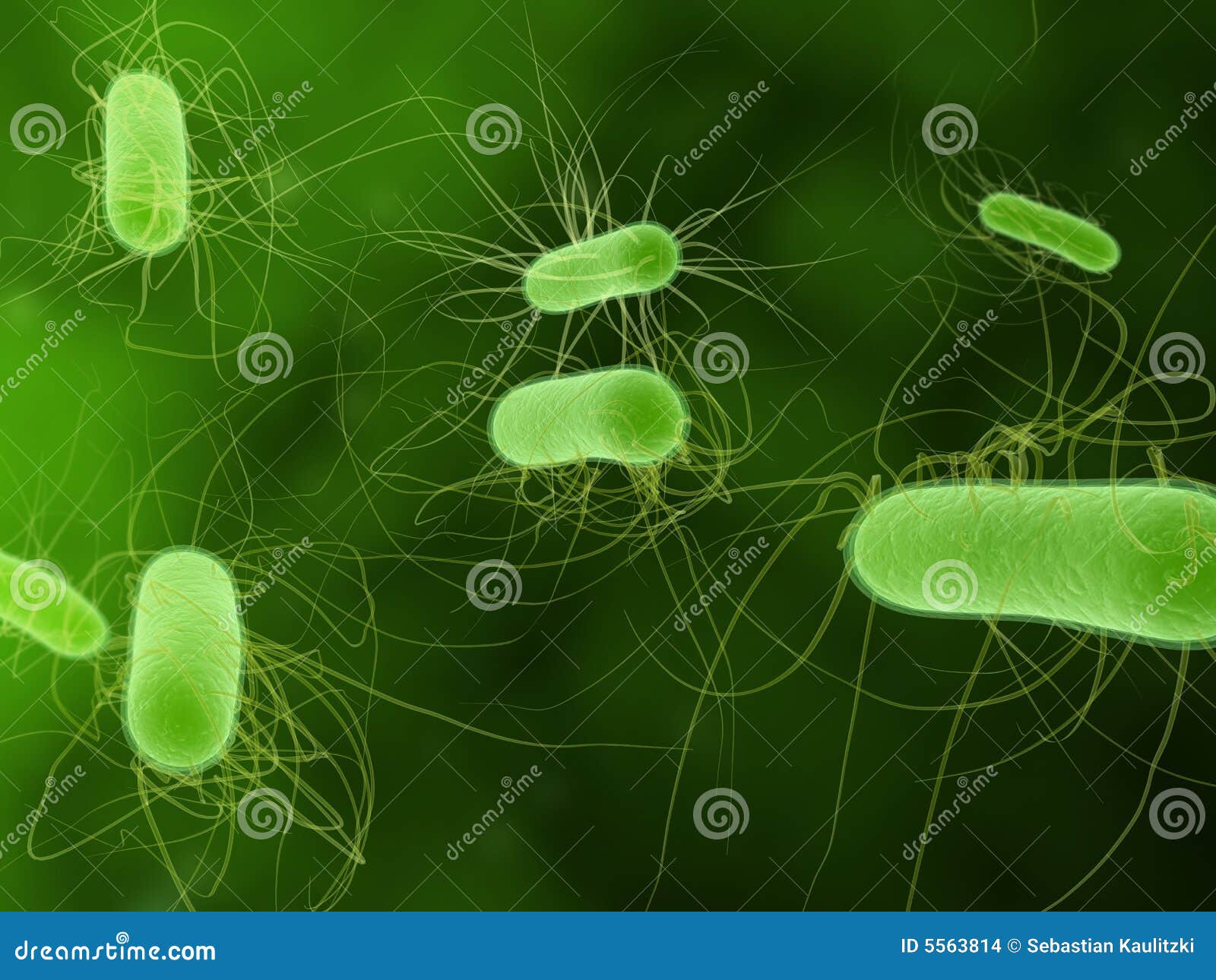 Bacterias De Escherichia Coli Stock de ilustración - Ilustración de ...