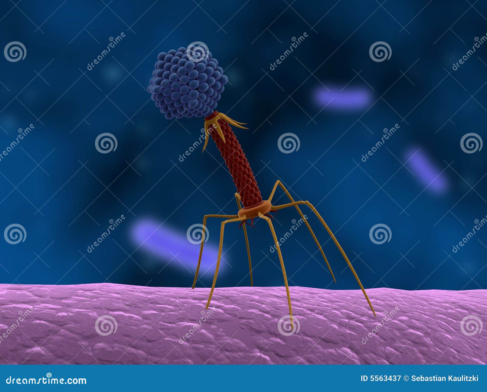 Bacteriophage Attacking Bacteria Stock Illustration - Illustration of ...