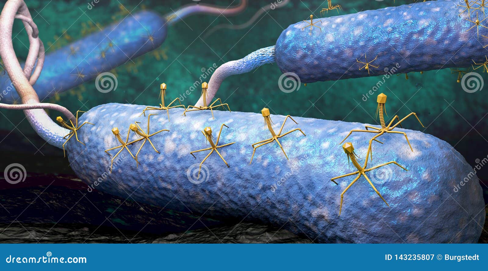 Bacteriophage or Phage Virus Attacking and Infecting a Bacteria Stock ...