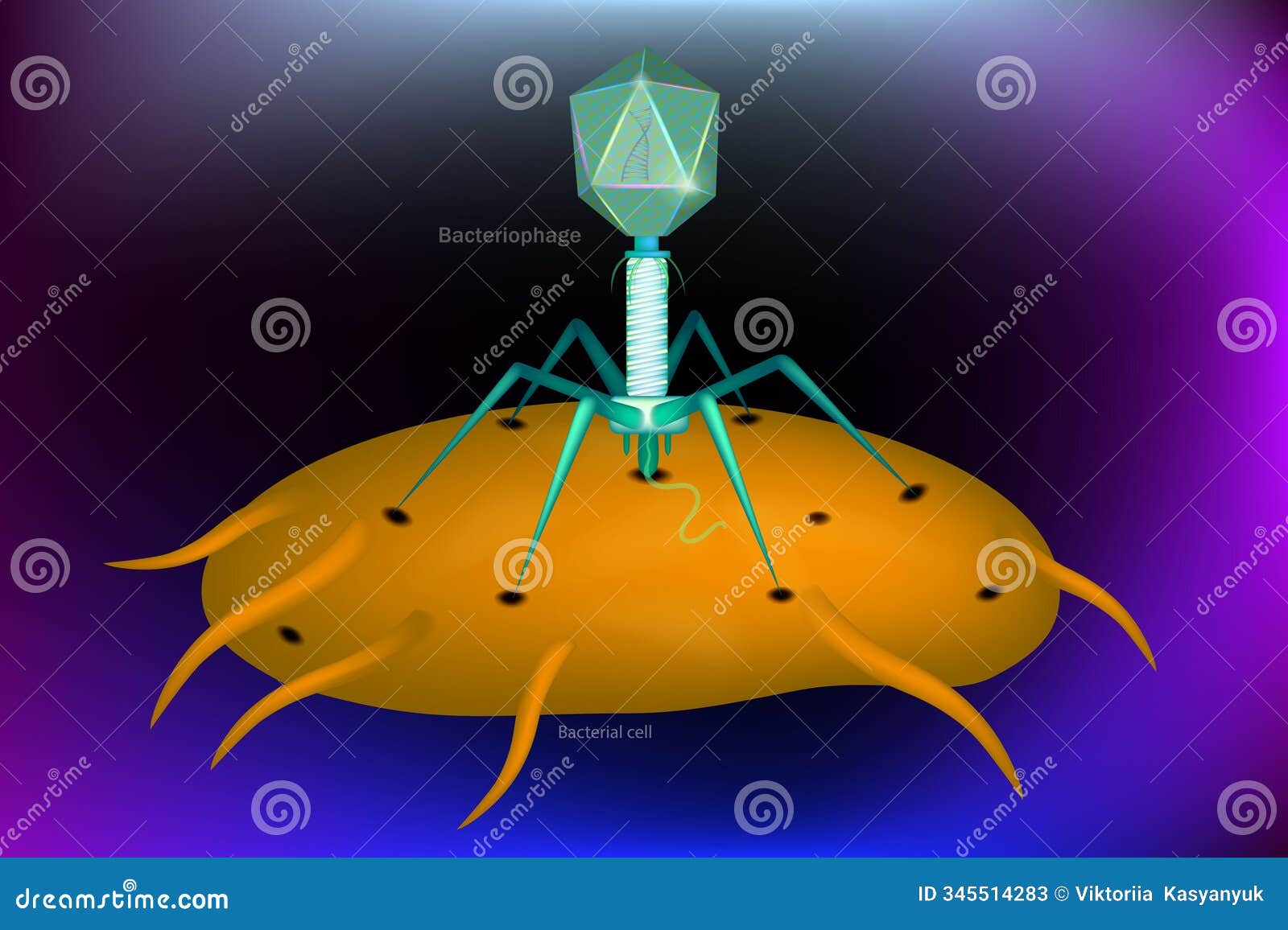 A Bacteriophage or Phage is a Virus that Infects and Replicates within ...