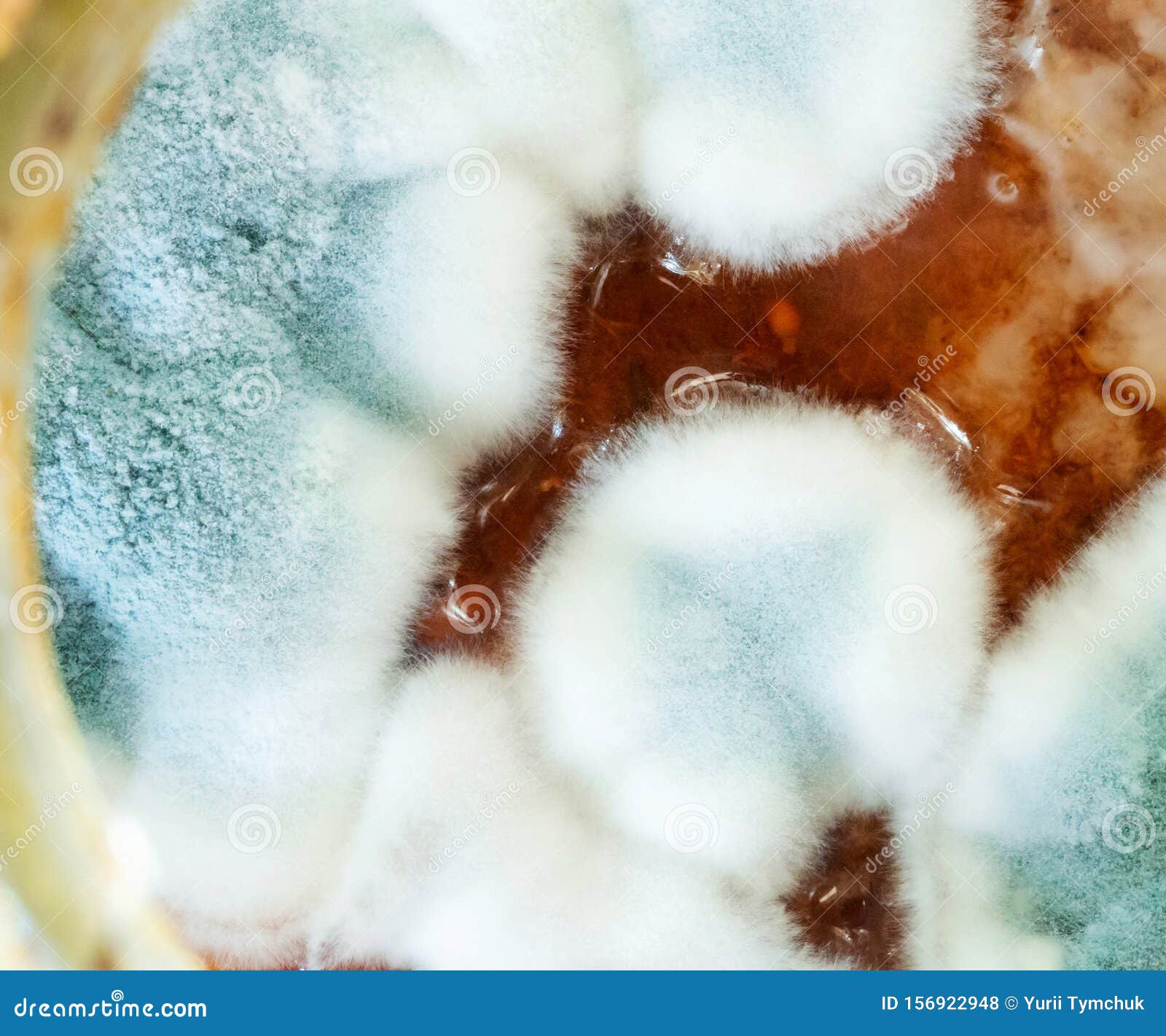 Bacterium Colony, Macro and Top View. Mold. Microbiology Stock Photo ...