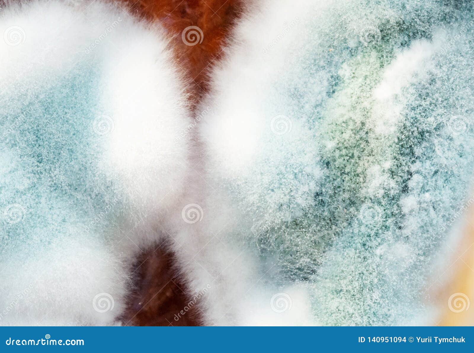 Bacterium Colony, Mold, Macro And Top View. Microbiology Stock ...