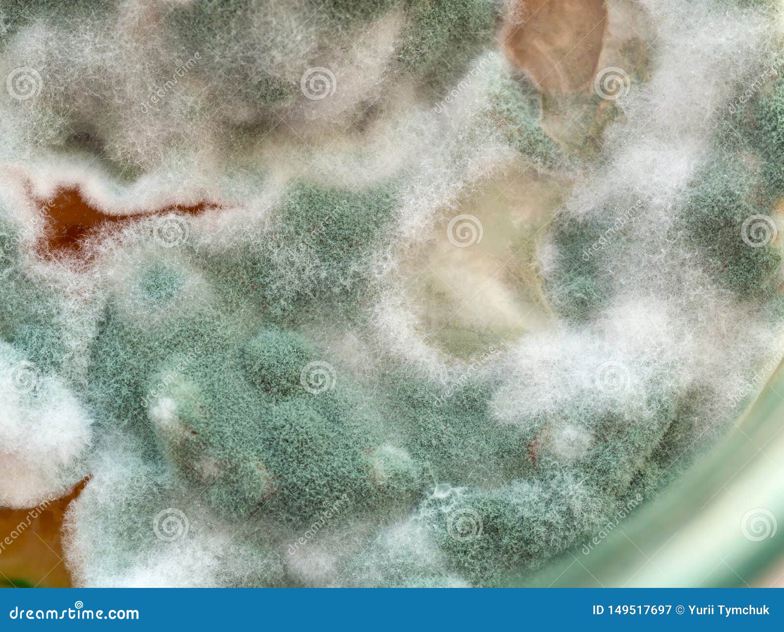 Bacterium Colony, Mold, Macro and Top View. Microbiology Stock Image ...