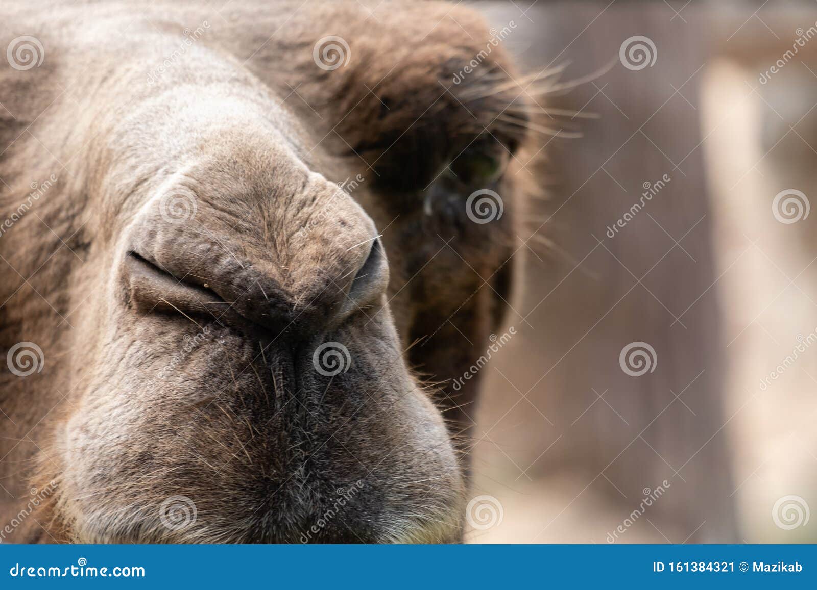 Bactrain camel stock image. Image of famous, kashmir - 161384321