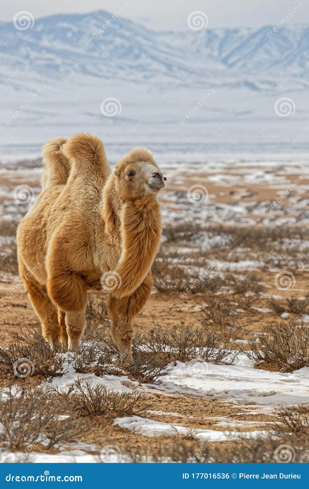 Bactrian Camel in the Snow of Desert with Moutains Stock Photo - Image ...