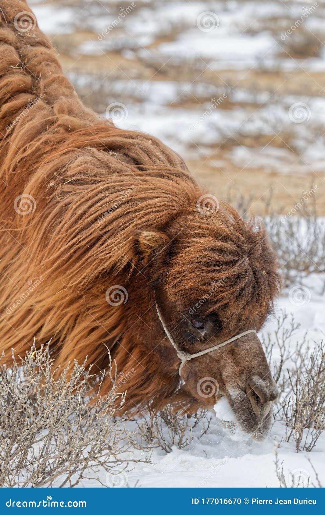 Bactrian Camel Searching for Food in the Snow Stock Photo - Image of ...