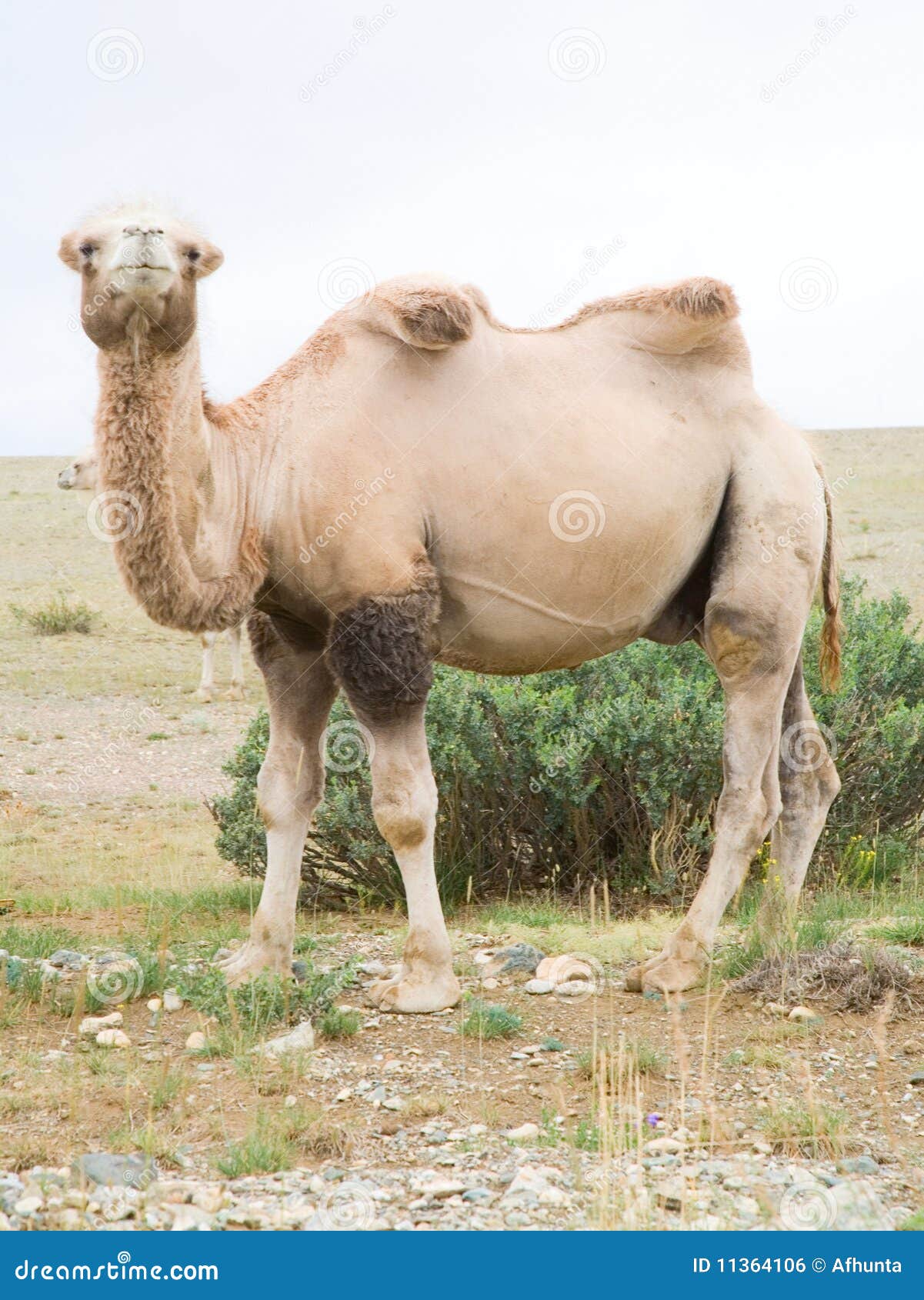Bactrian camel stock photo. Image of herbivorous, mountains - 11364106