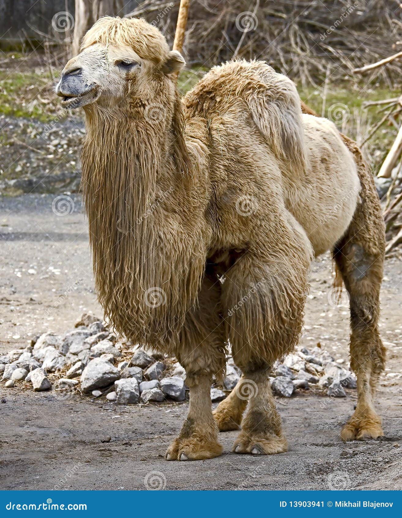 Bactrian camel 15 stock image. Image of bactrian, nature - 13903941