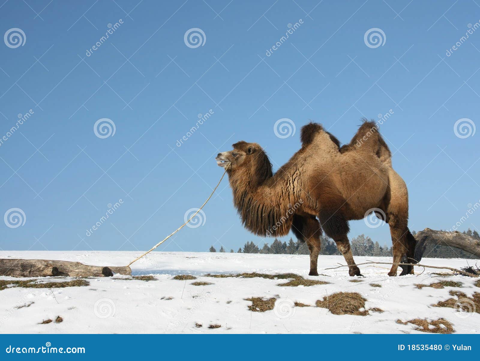 A Bactrian Camel stock photo. Image of nomad, feeding - 18535480