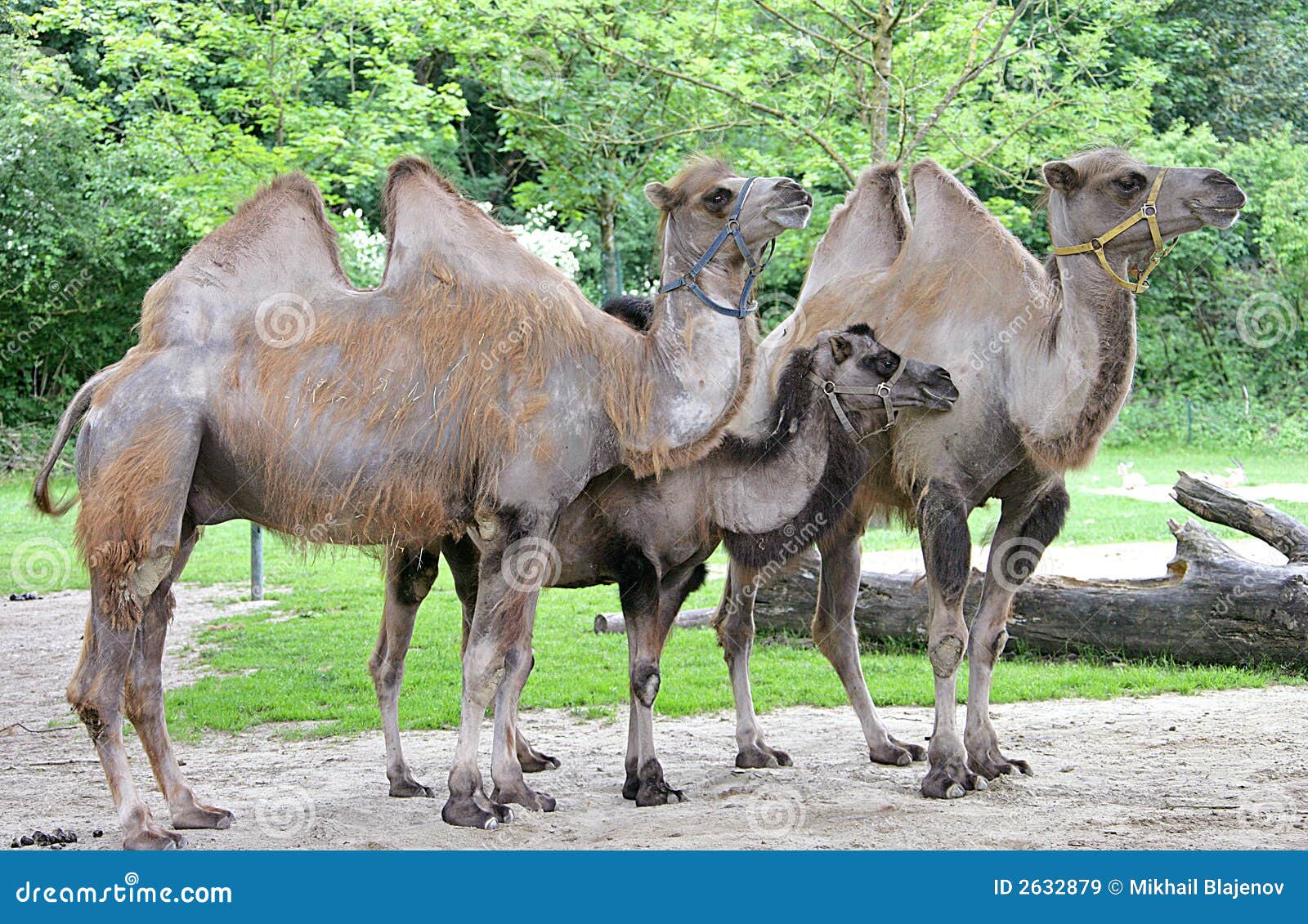 Bactrian camel 2 stock image. Image of gait, shedder, camel - 2632879