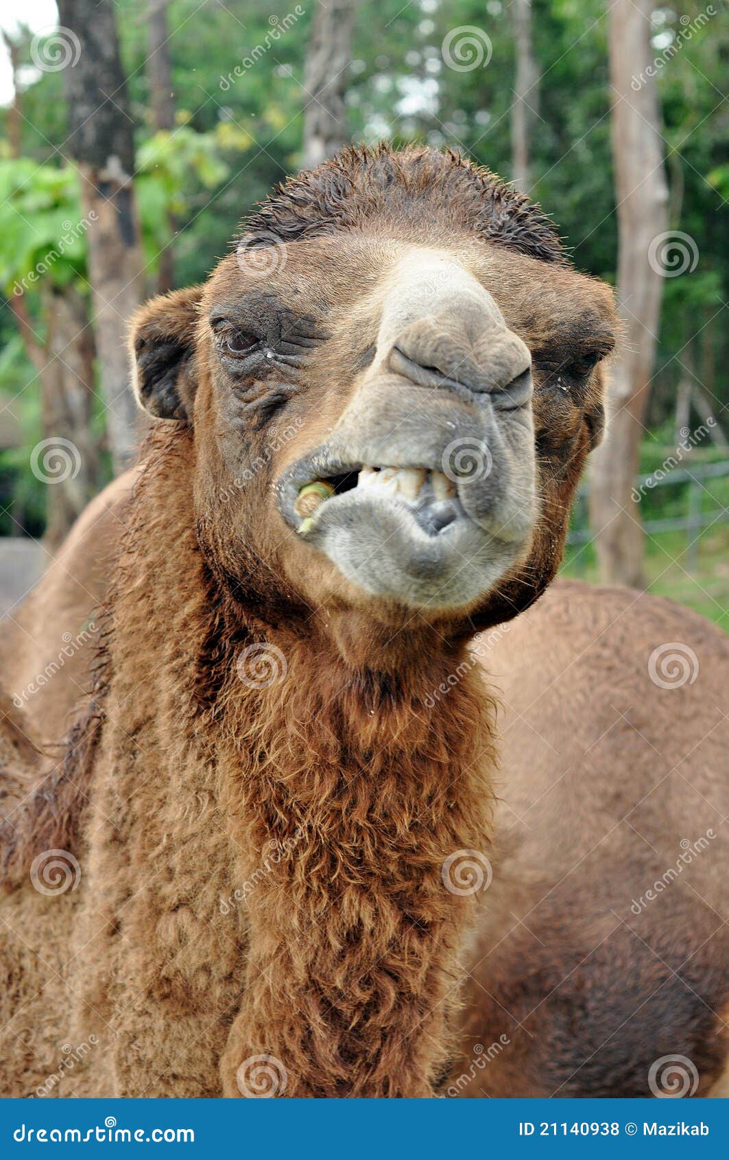 Bactrian camel stock photo. Image of female, look, cold - 21140938