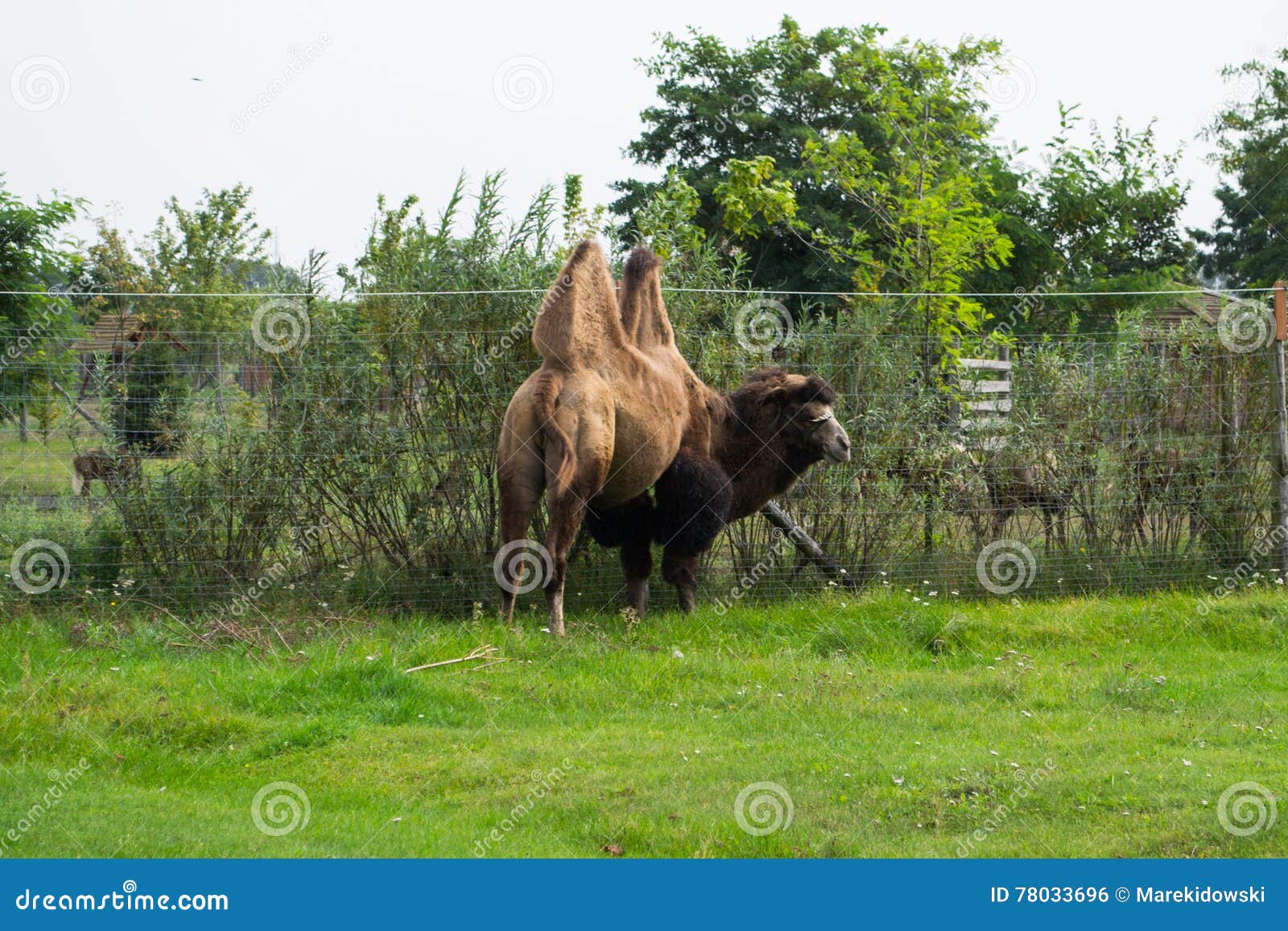 Bactrian camel - Asia stock photo. Image of brown, steppe - 78033696