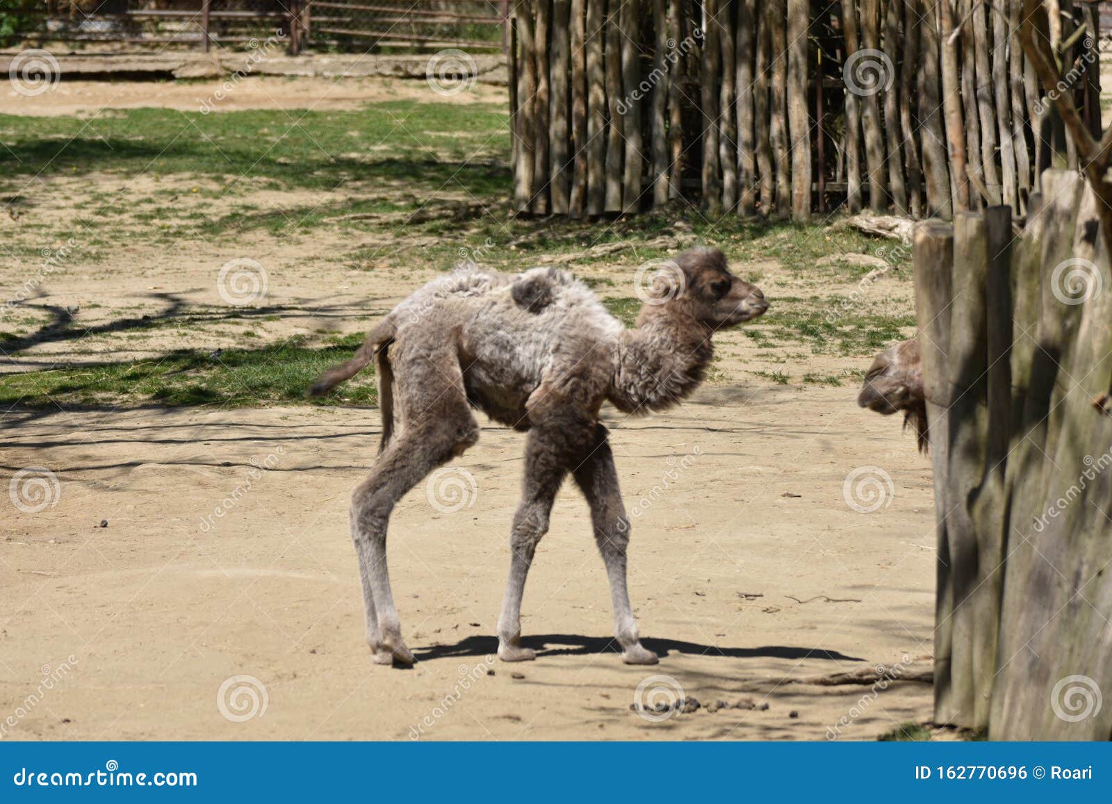 The Bactrian Camel Baby, Baby of Camelus Bactrianus, Camelus Ferus ...