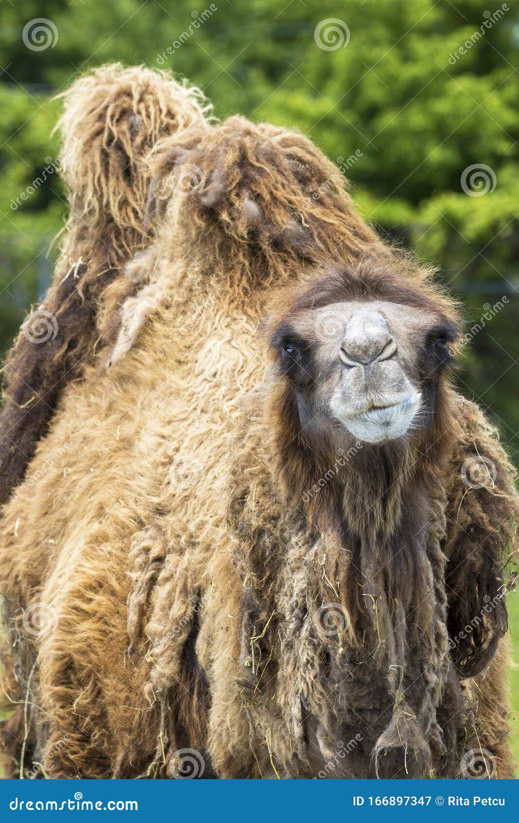Bactrian Camel immagine stock. Immagine di esterno, gobba - 166897347